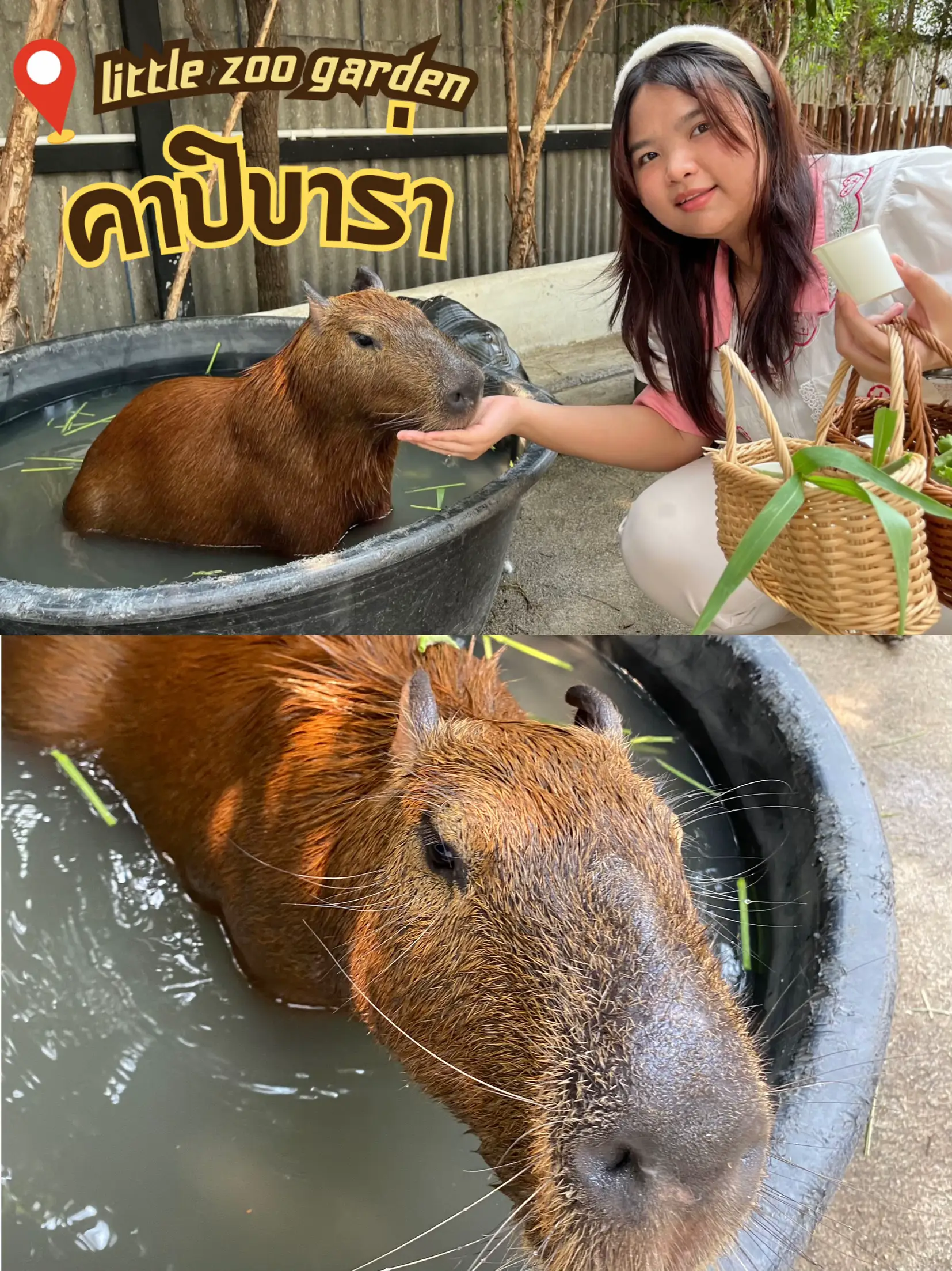 คาปิบาร่า แบบใกล้ชิดน่ารักมากกก🦫🥰 สวนสัตว์จิ๋วกรุงเทพ-อ่อนนุช | แกลเลอรีที่โพสต์โดย Nummmmm | Lemon8