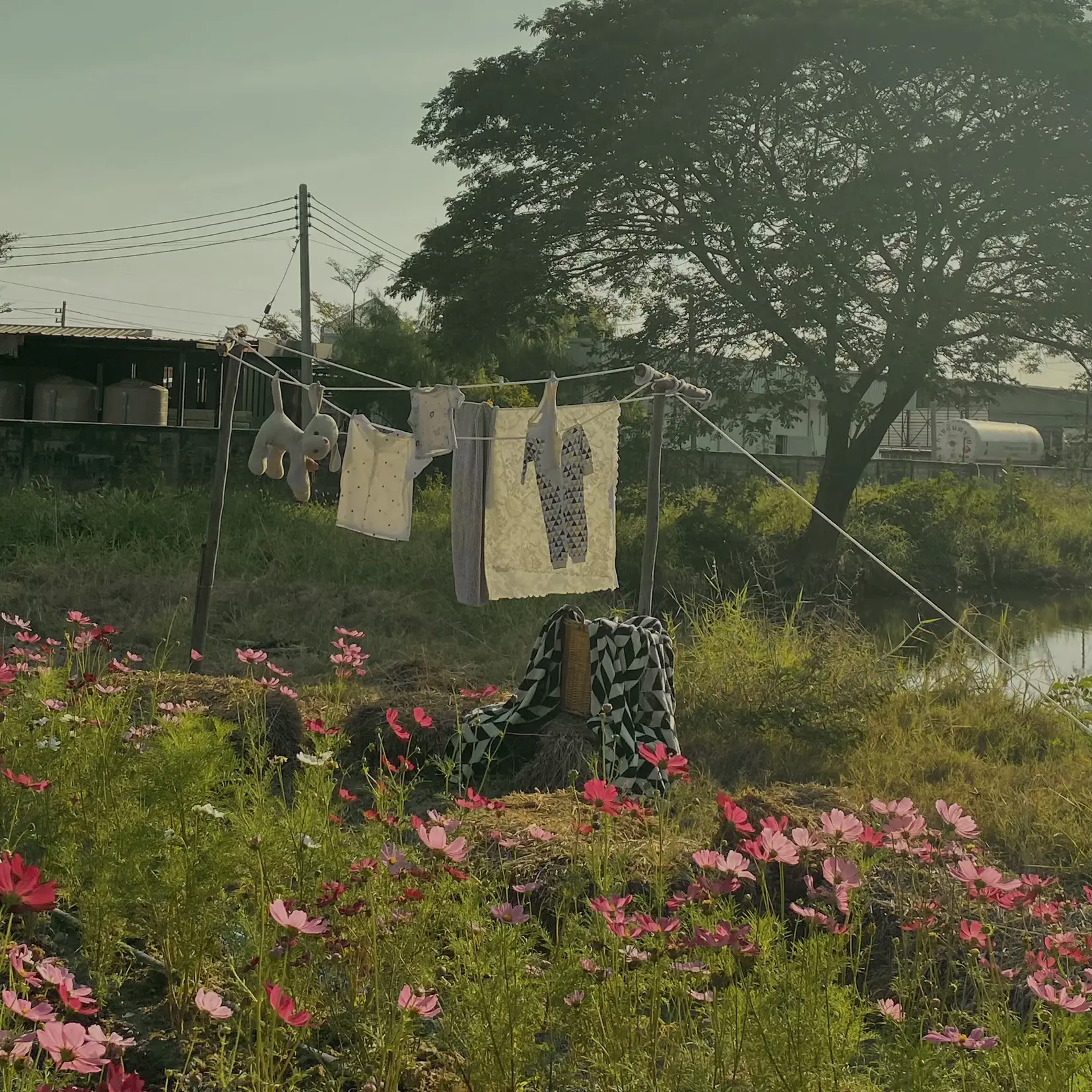 Faifo Forest • korat 🌸📸 #ไฟโฟ่ส่งท้ายซีซั่นสาม | แกลเลอรีที่โพสต์โดย เพจไปกับลุง | Lemon8