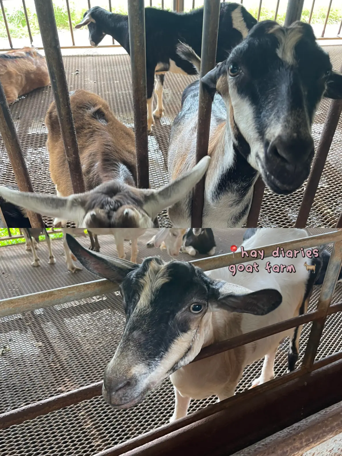 การเลี้ยงสัตว์ในสวน - Lemon8 Search