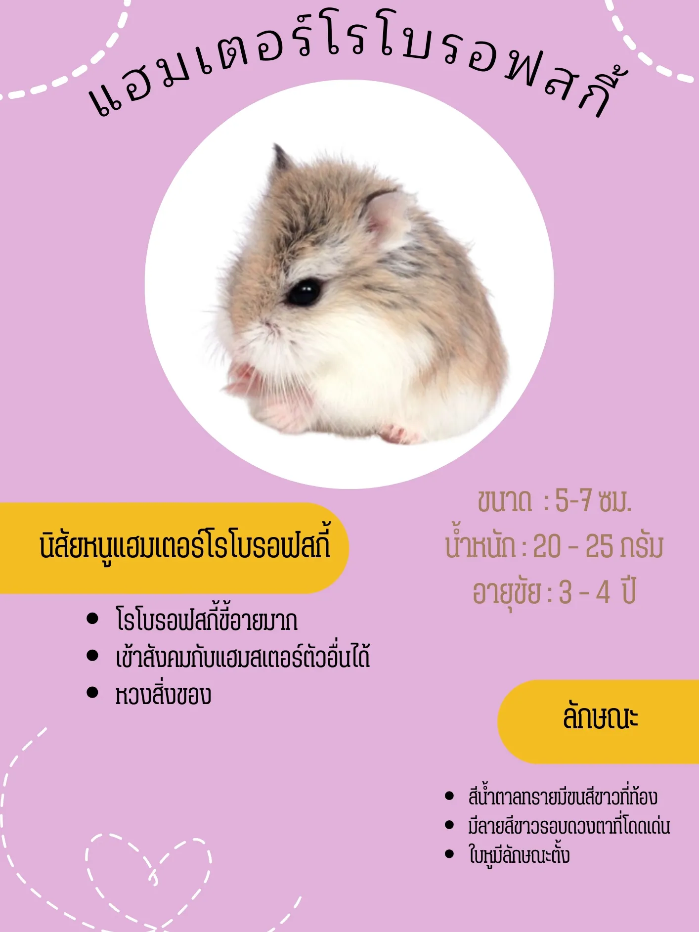 สายพันธุ์เจ้าหนูแฮมสเตอร์🐹 | แกลเลอรีที่โพสต์โดย Panicha Yodphin | Lemon8