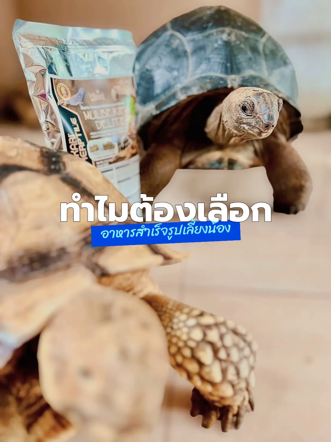 เลี้ยงน้องเต่าด้วยอาหารสำเร็จรูป | แกลเลอรีที่โพสต์โดย White Crane | Lemon8