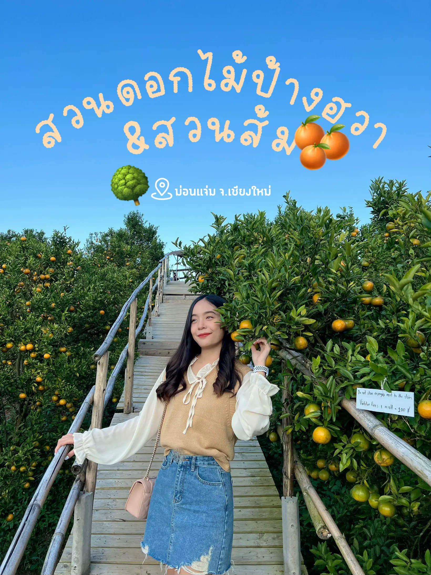 🌳สวนดอกไม้ป้างฮวา&สวนส้ม 🍊 | แกลเลอรีที่โพสต์โดย Ploy Prangwalai | Lemon8