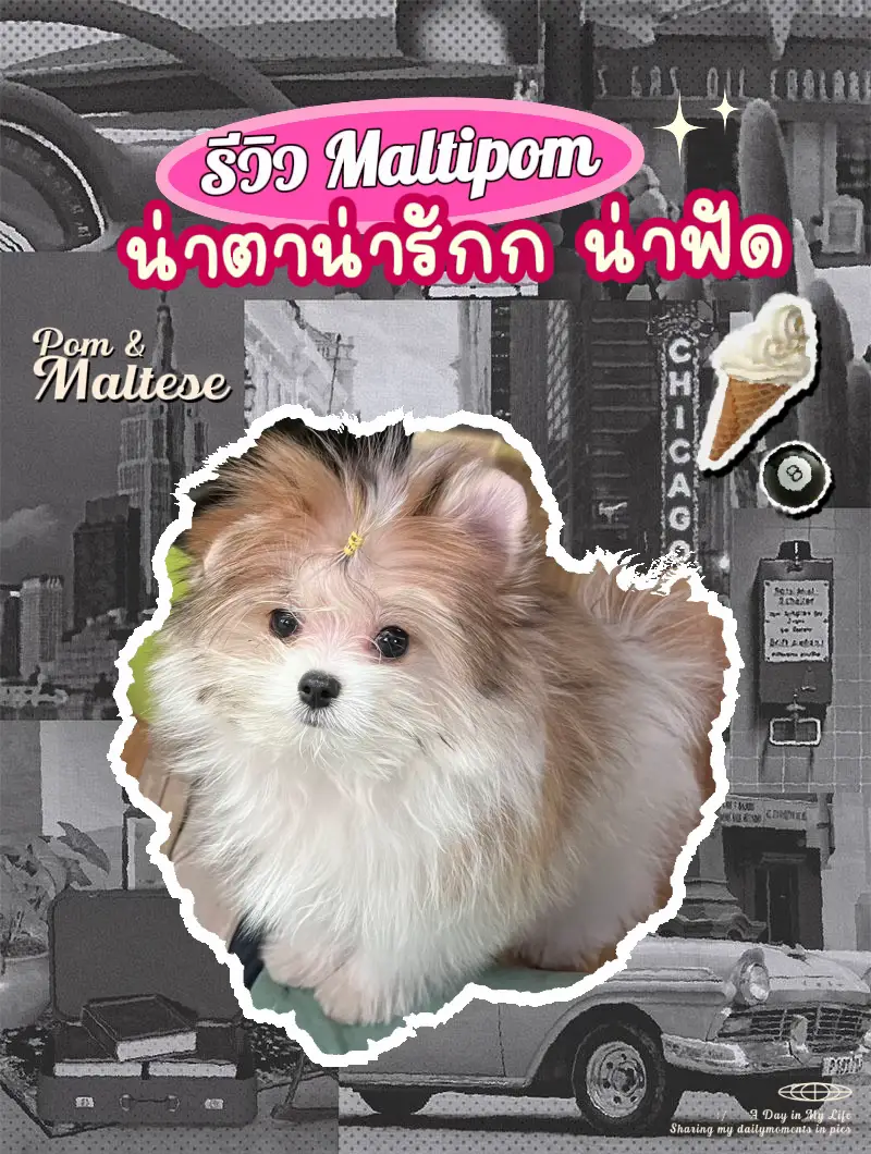 Review “Maltipom” น้องหมาลูกครึ่ง ปอม ผสม มอลทีส 🥰🐶 | แกลเลอรีที่โพสต์ ...
