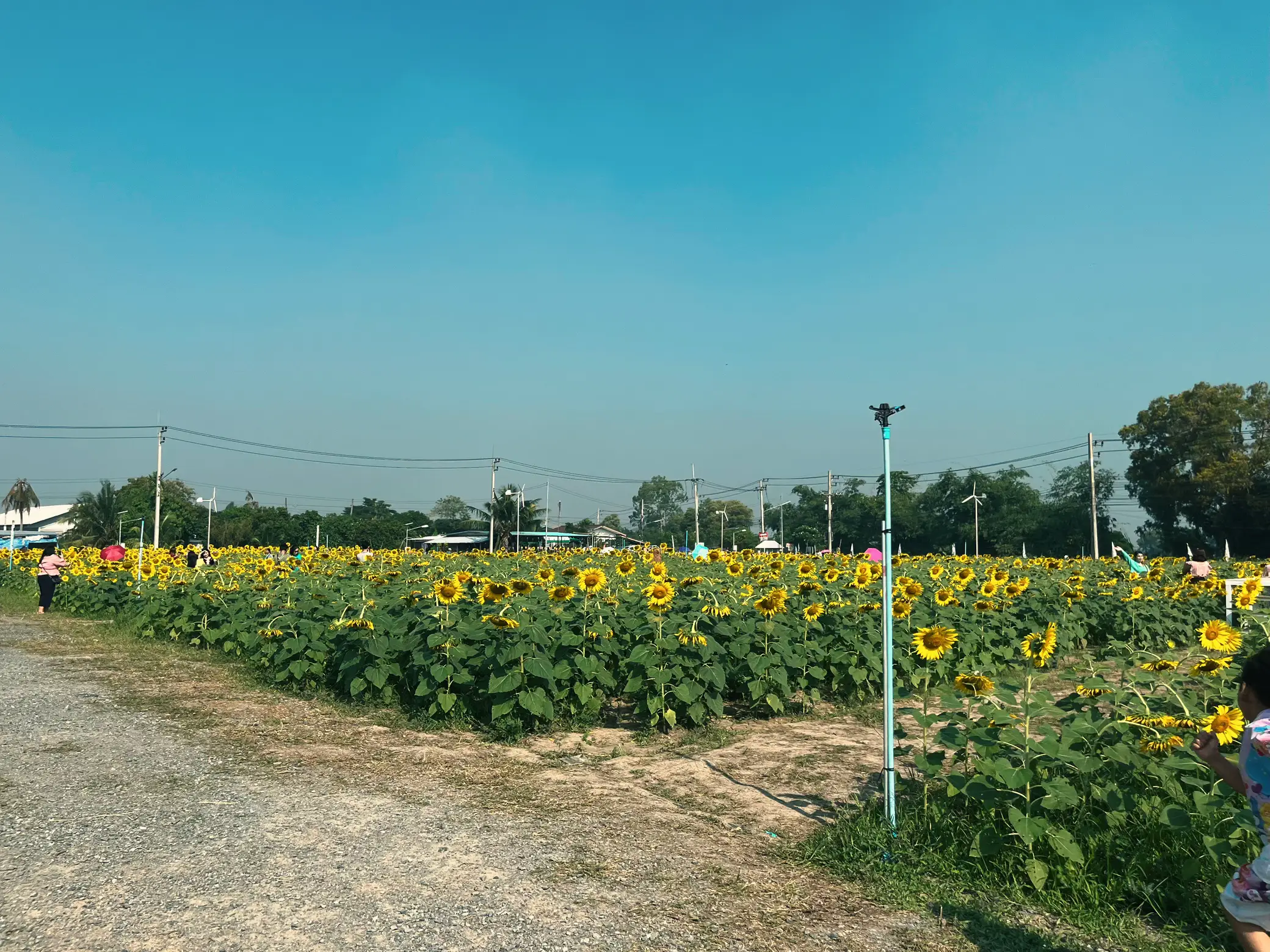 ขอให้เธอสดใสเหมือนทานตะวันที่บานสะพรั่ง 🌻 | แกลเลอรีที่โพสต์โดย Wee Weerawan | Lemon8