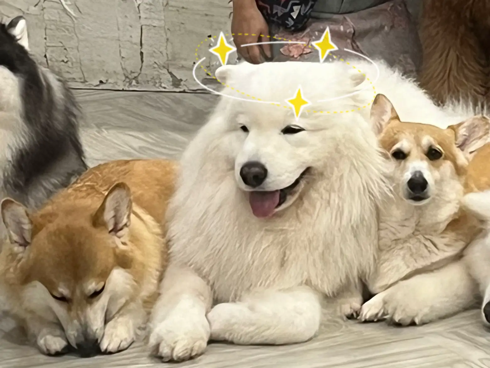 Dog In Town Ari Neighborhood Dog Cafe! 🐶 | Gallery posted by -บิว- | Lemon8