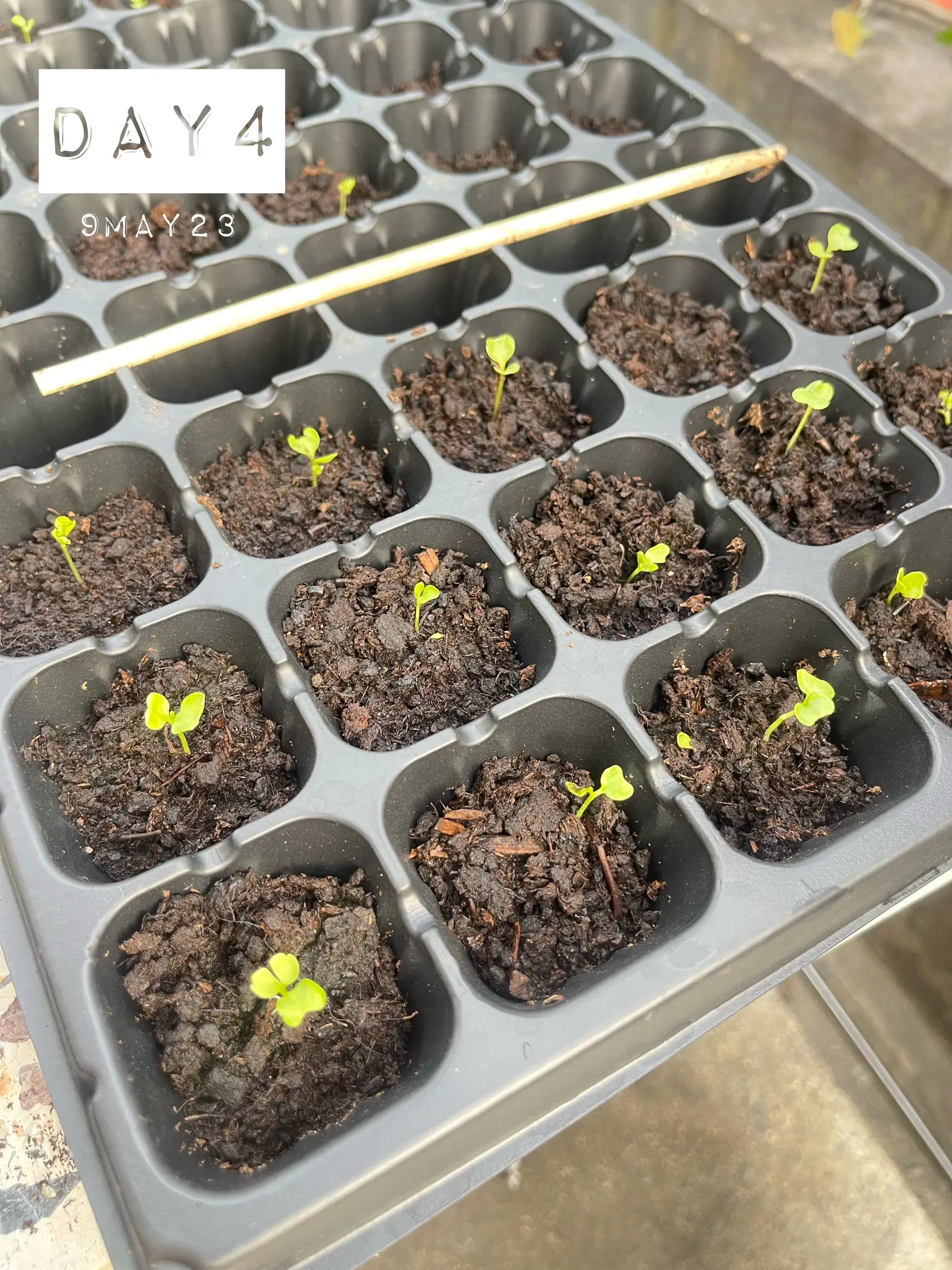 🪴Hello Kale ราชินีผัก🪴 | Punchが投稿したフォトブック | Lemon8