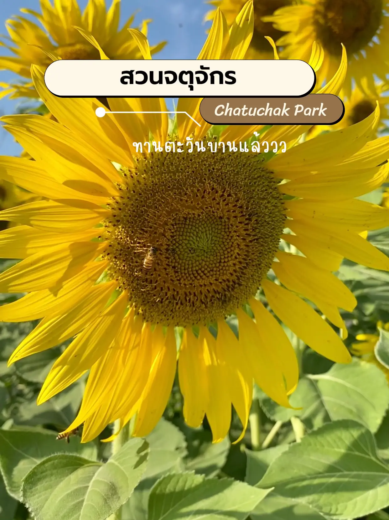 Sunflower is blooming | Gallery posted by Fern Chuthamas | Lemon8