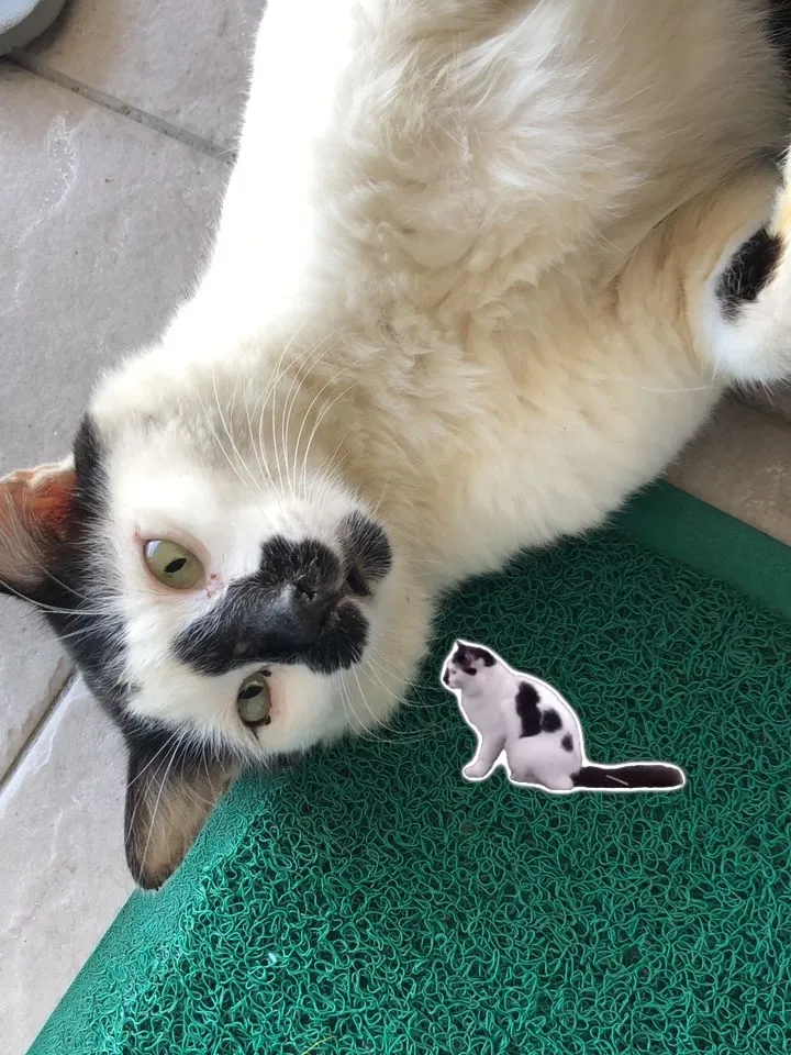 Tompok. Kucing datang. Tapi be | Galeri disiarkan oleh Aziani Erdawati ...