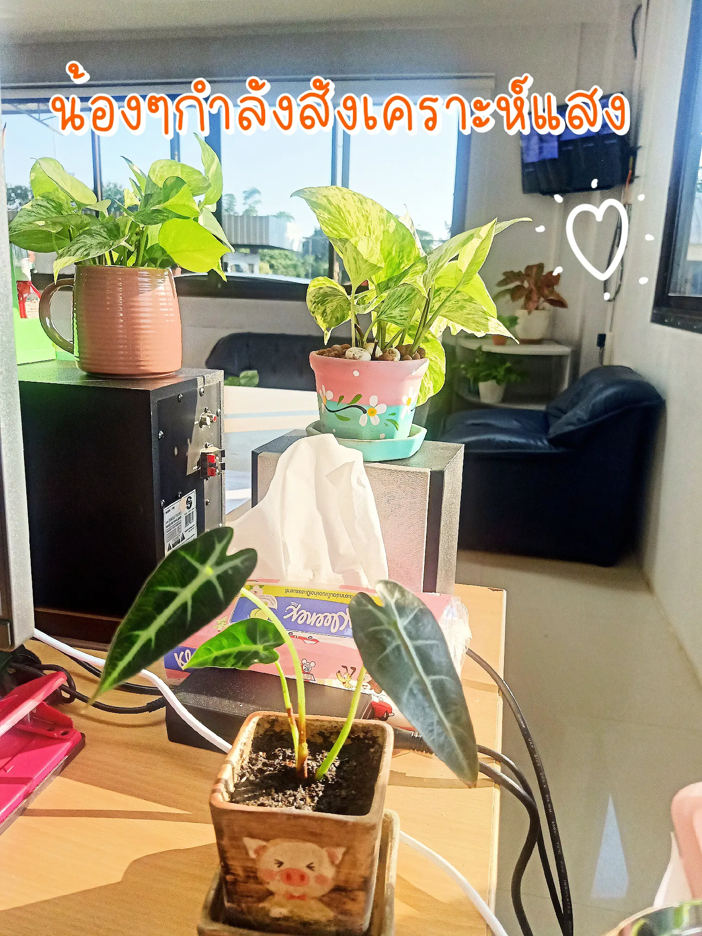 น้องๆกำลังสังเคราะห์แสง | แกลเลอรีที่โพสต์โดย @Nu...nan | Lemon8