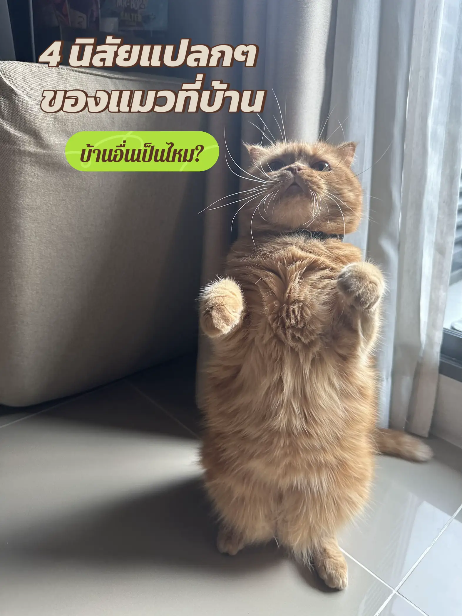 5 นิสัยแปลกๆ ของแมวที่บ้าน | แกลเลอรีที่โพสต์โดย Pang Saifon | Lemon8