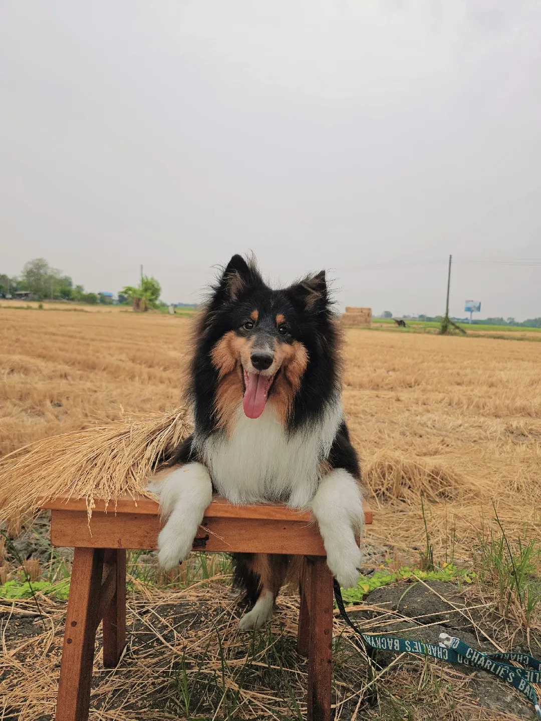 LAMER HOMECRAFT CAFE 🌾 | แกลเลอรีที่โพสต์โดย aster.corgi | Lemon8