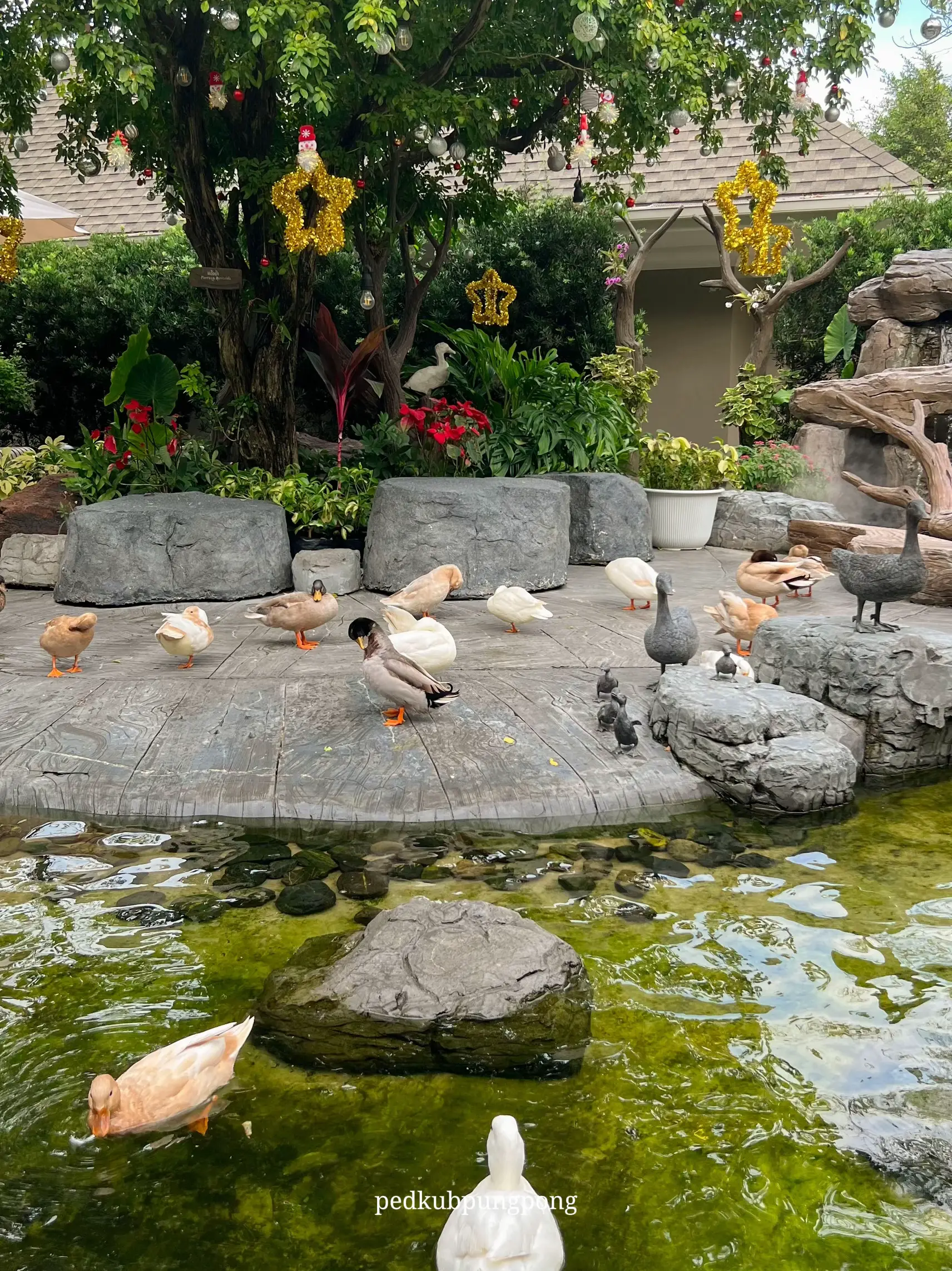 The Tall Trees📍minburi cafe | แกลเลอรีที่โพสต์โดย มารินกิมา🐻 | Lemon8