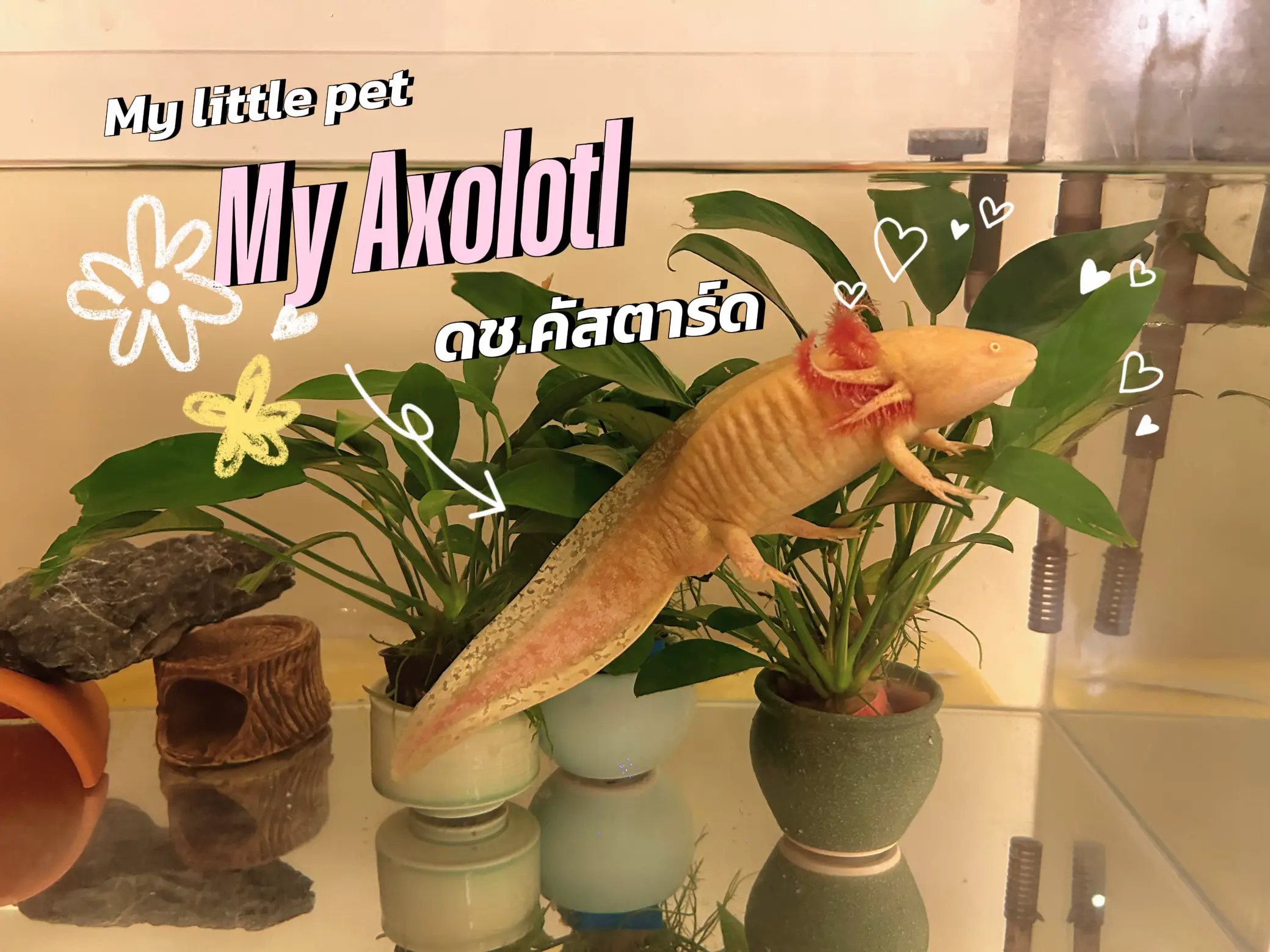 My little pet “Axolotl “🐶💦 | แกลเลอรีที่โพสต์โดย WenWen in China | Lemon8