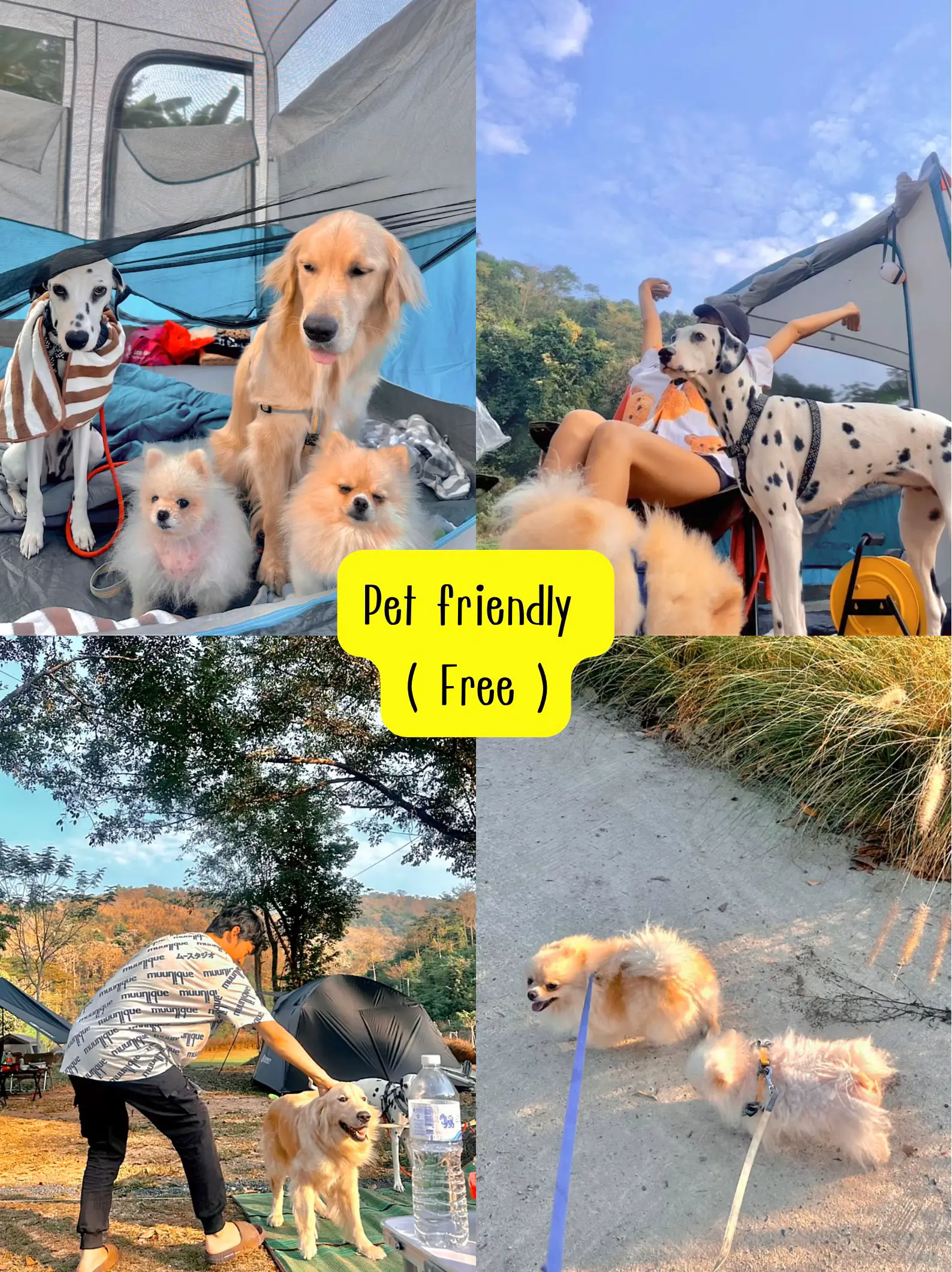 เก็บเป๋าแล้วโก EP.9 : Hoshi Hidden Camp [สระบุรี] 🐶 | แกลเลอรีที่โพสต์ ...