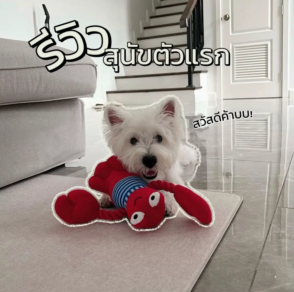 สุนัขตัวแรก 20K มีทอน 🐶 | แกลเลอรีที่โพสต์โดย Pamm Pld | Lemon8