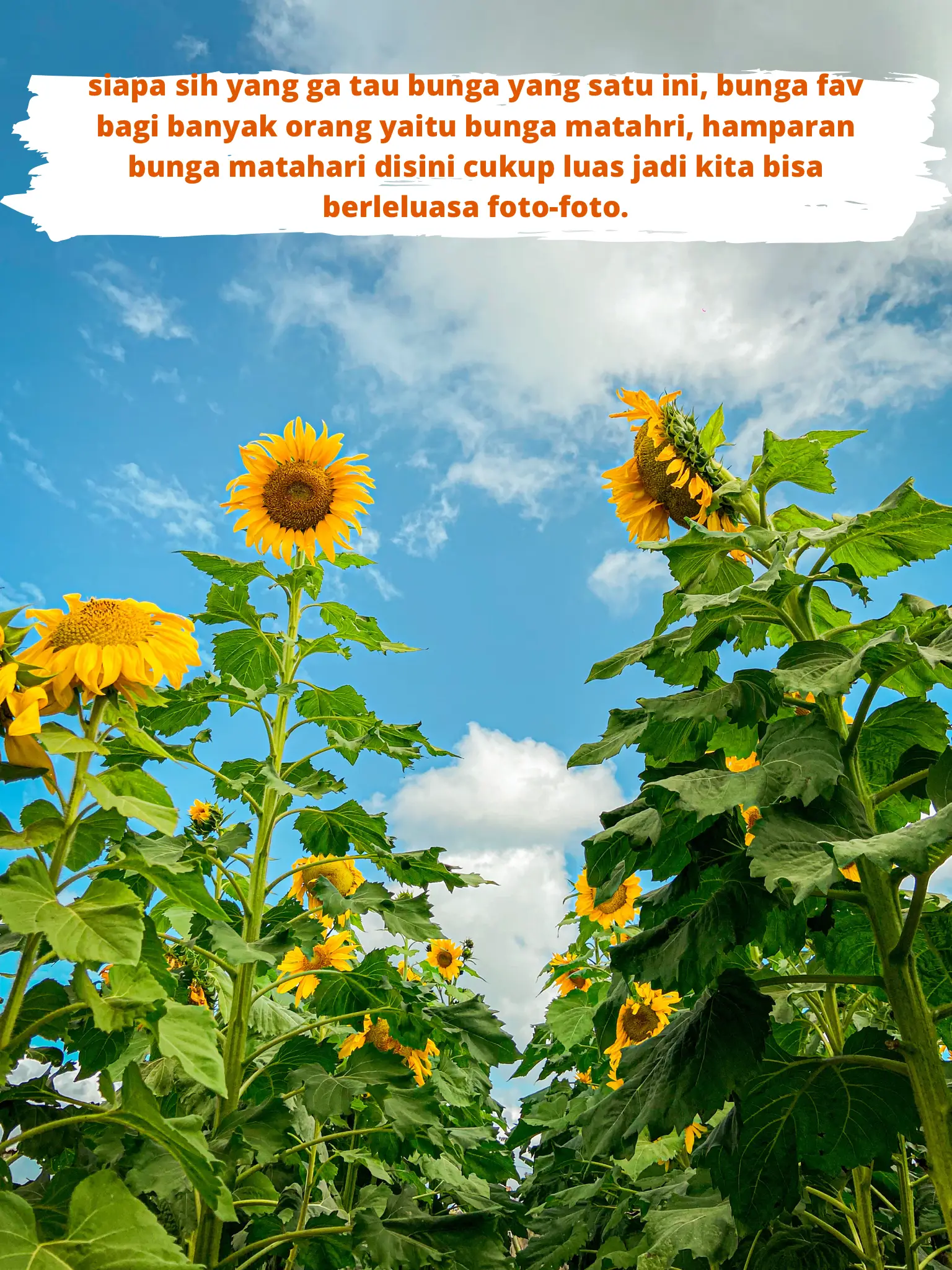 Rekomendasi Taman Bunga di Kintamani Bali 🌺🌼🌷 | Galeri diposting oleh ...