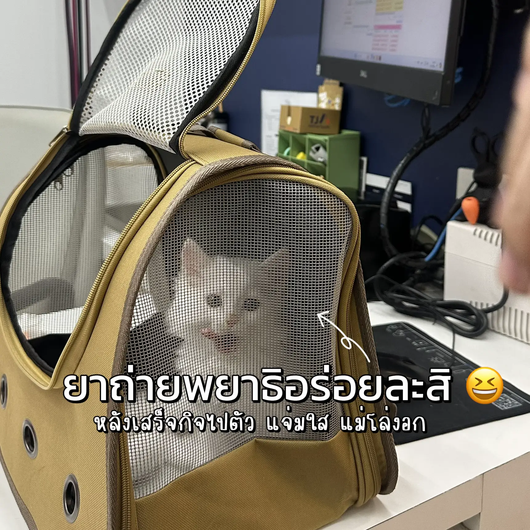 พาลูกแมวมาฉีดวัคซีนครั้งแรก!! | แกลเลอรีที่โพสต์โดย Pheung | Lemon8