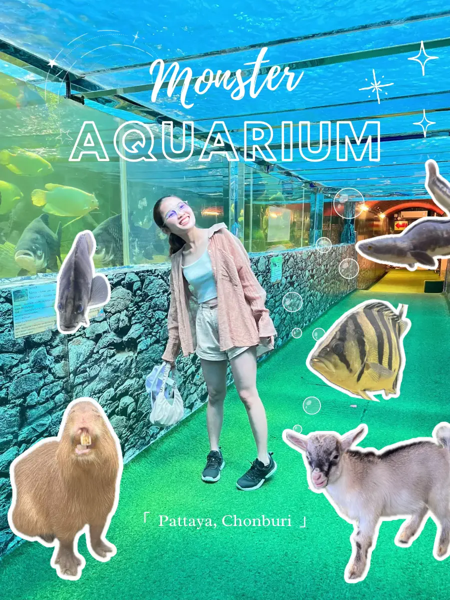 🪸ไปดูปลาที่ Monster Aquarium: Pattaya, Chonburi 🐠💫 | แกลเลอรีที่โพสต์ ...