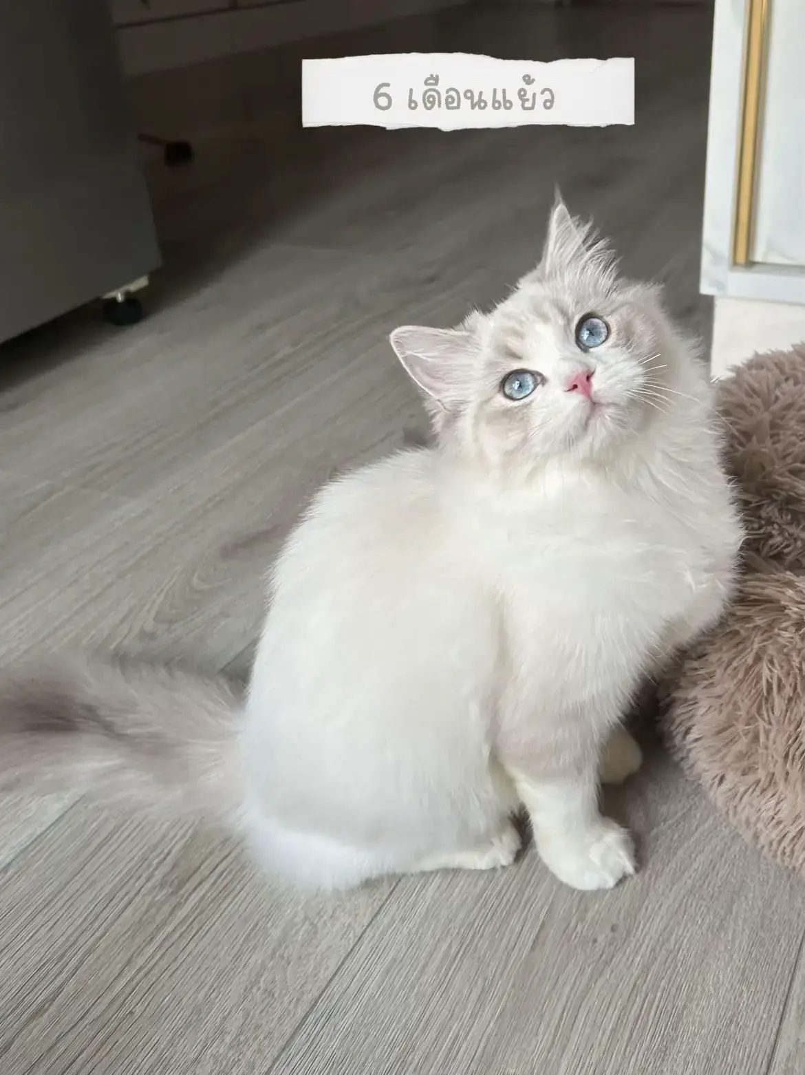 รีวิวลูกสาว ragdoll ตัวจิ๋ว🤏🏻🐱ครบ 1 ขวบแล้วค่า🎉 | แกลเลอรีที่โพสต์โดย K anrio ♡ | Lemon8