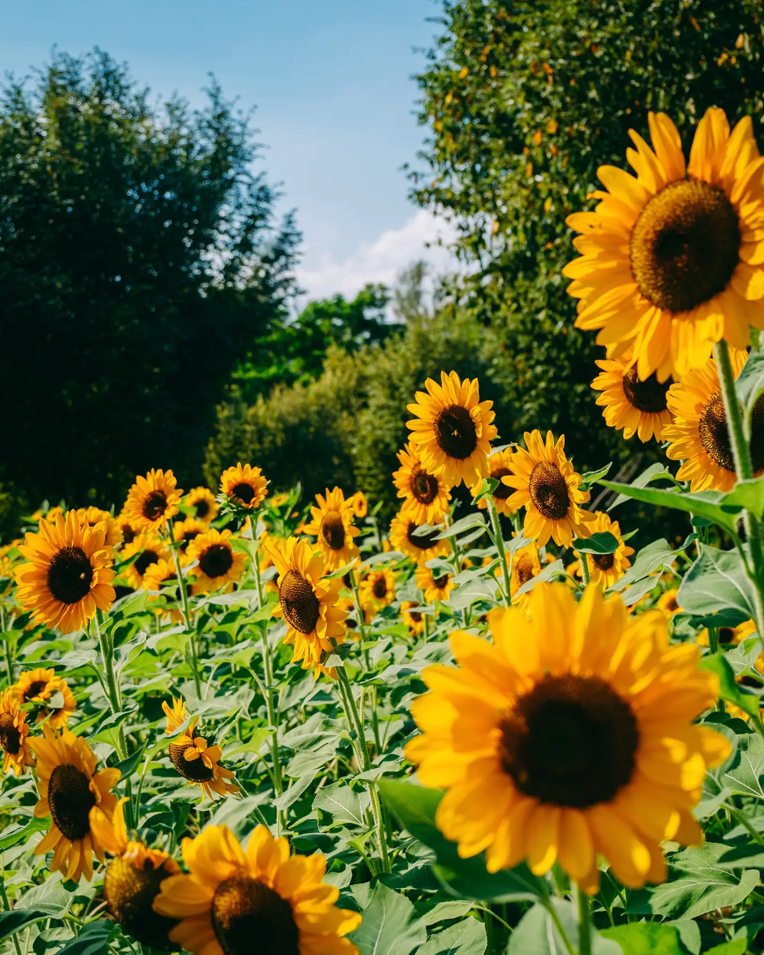 Sunflower fields blossom in the center of the city. Free close-up visits and photos. | Gallery ...