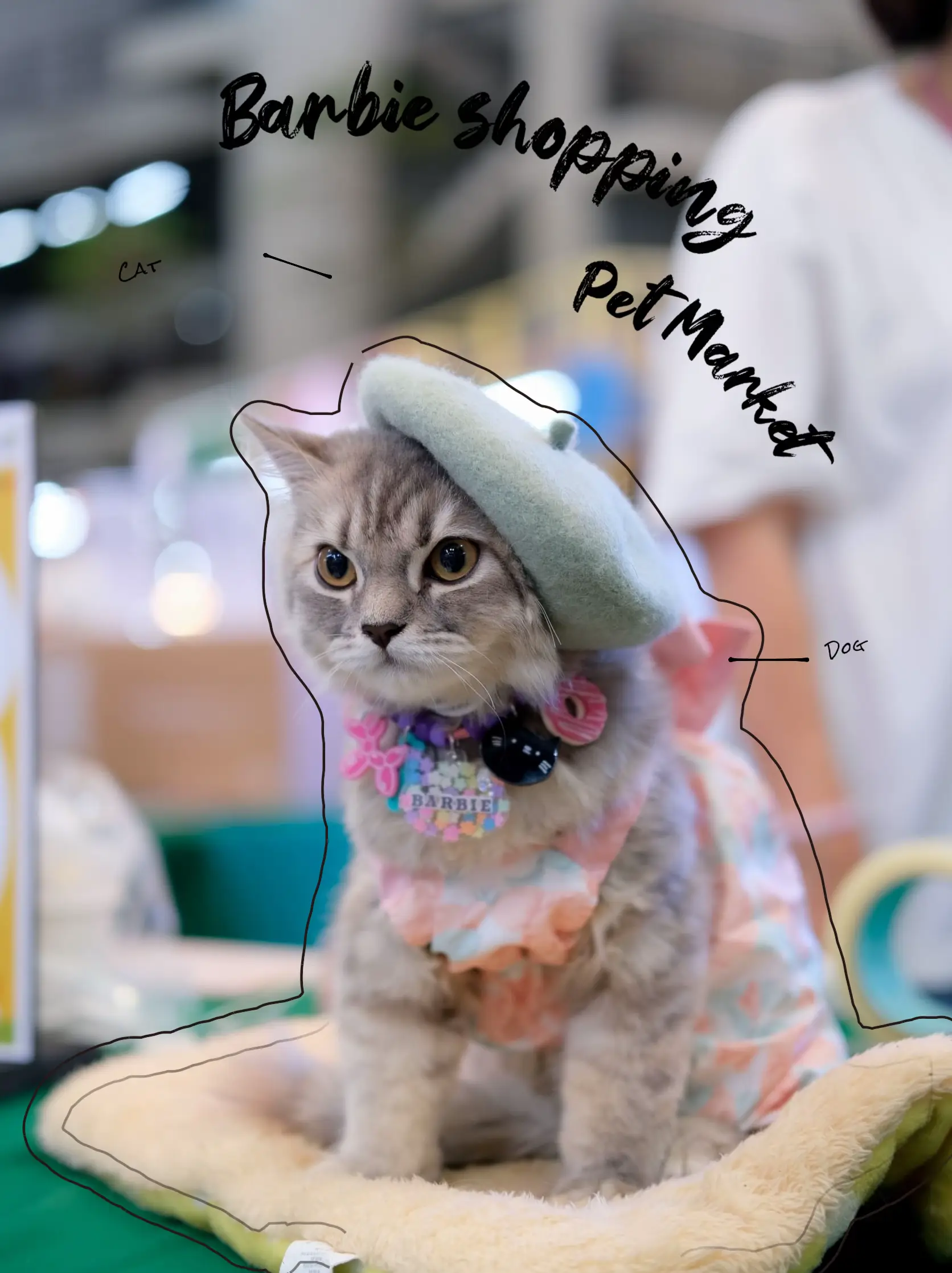 #แมวพาเที่ยว #PetMarket 📍Thanyapark | แกลเลอรีที่โพสต์โดย Bubble Family | Lemon8