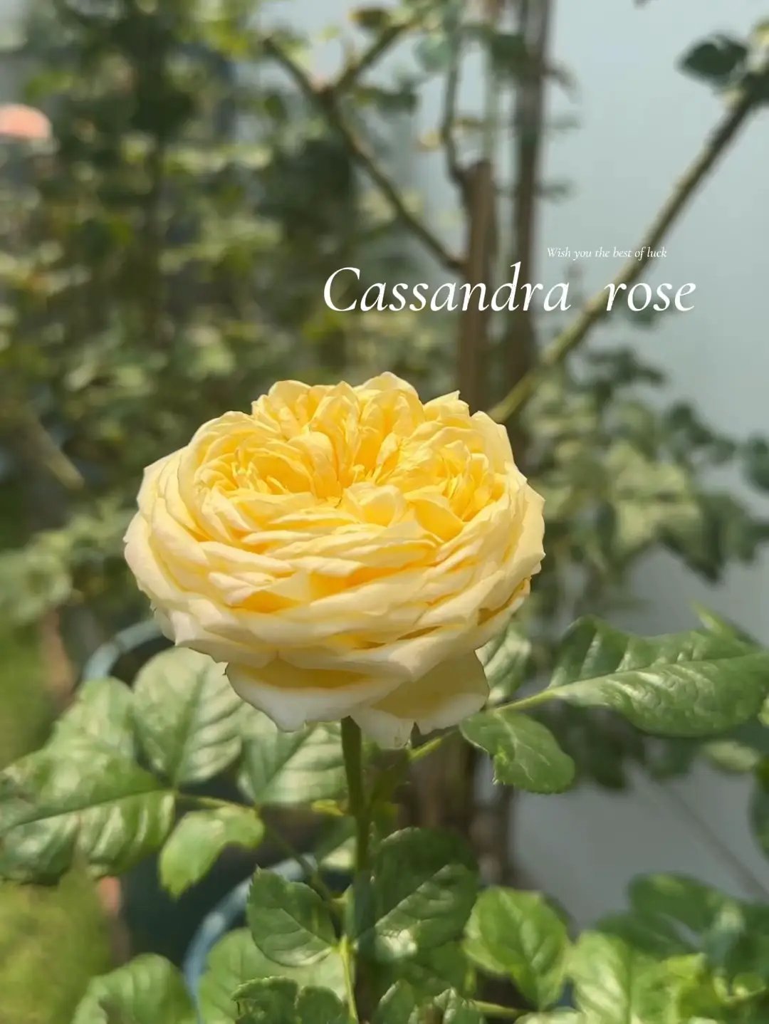 Cassandra rose 💛 | วิดีโอที่เผยแพร่โดย Daily with Ichi | Lemon8