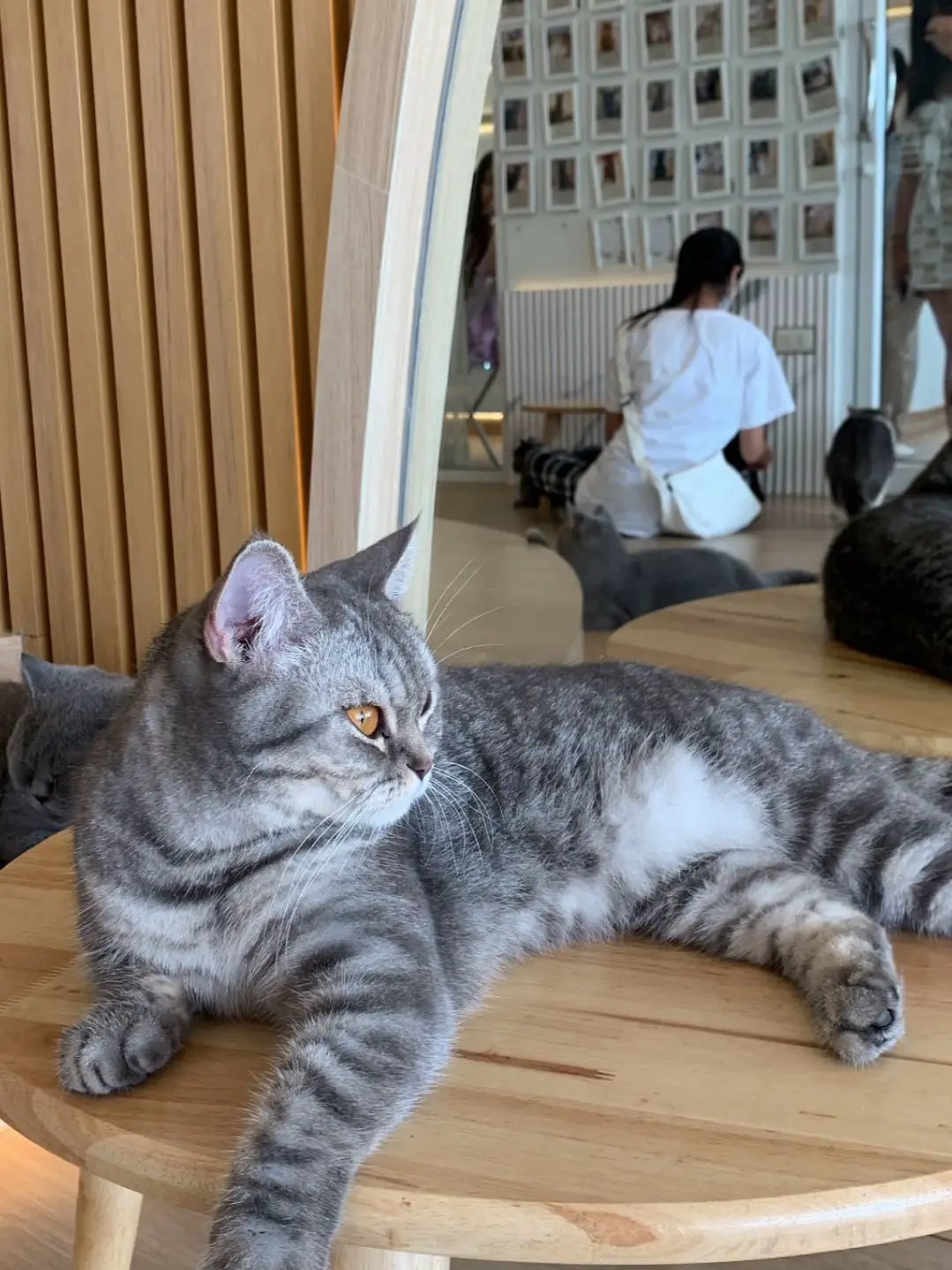 ทาสแมวอยู่ไหน? คาเฟ่แมวอยู่นี่ที่บางแสน🥺🐈 | แกลเลอรีที่โพสต์โดย jry | Lemon8