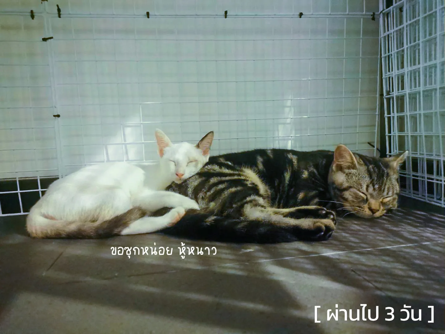 Lonely cat. What to do? | Gallery posted by Nnichar | Lemon8