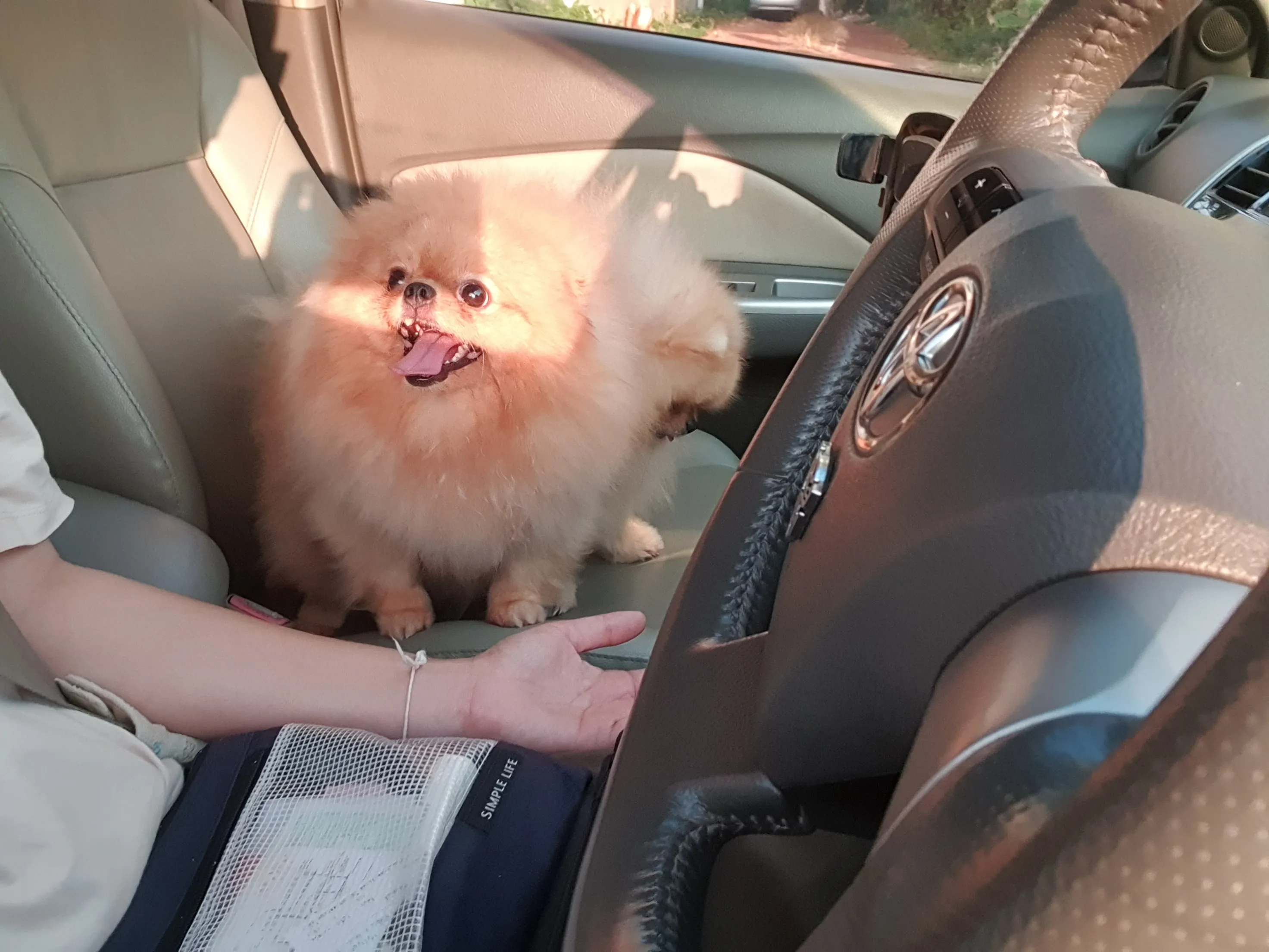 มิกะ&มิวแทน 🥰 | แกลเลอรีที่โพสต์โดย Smart Pom | Lemon8