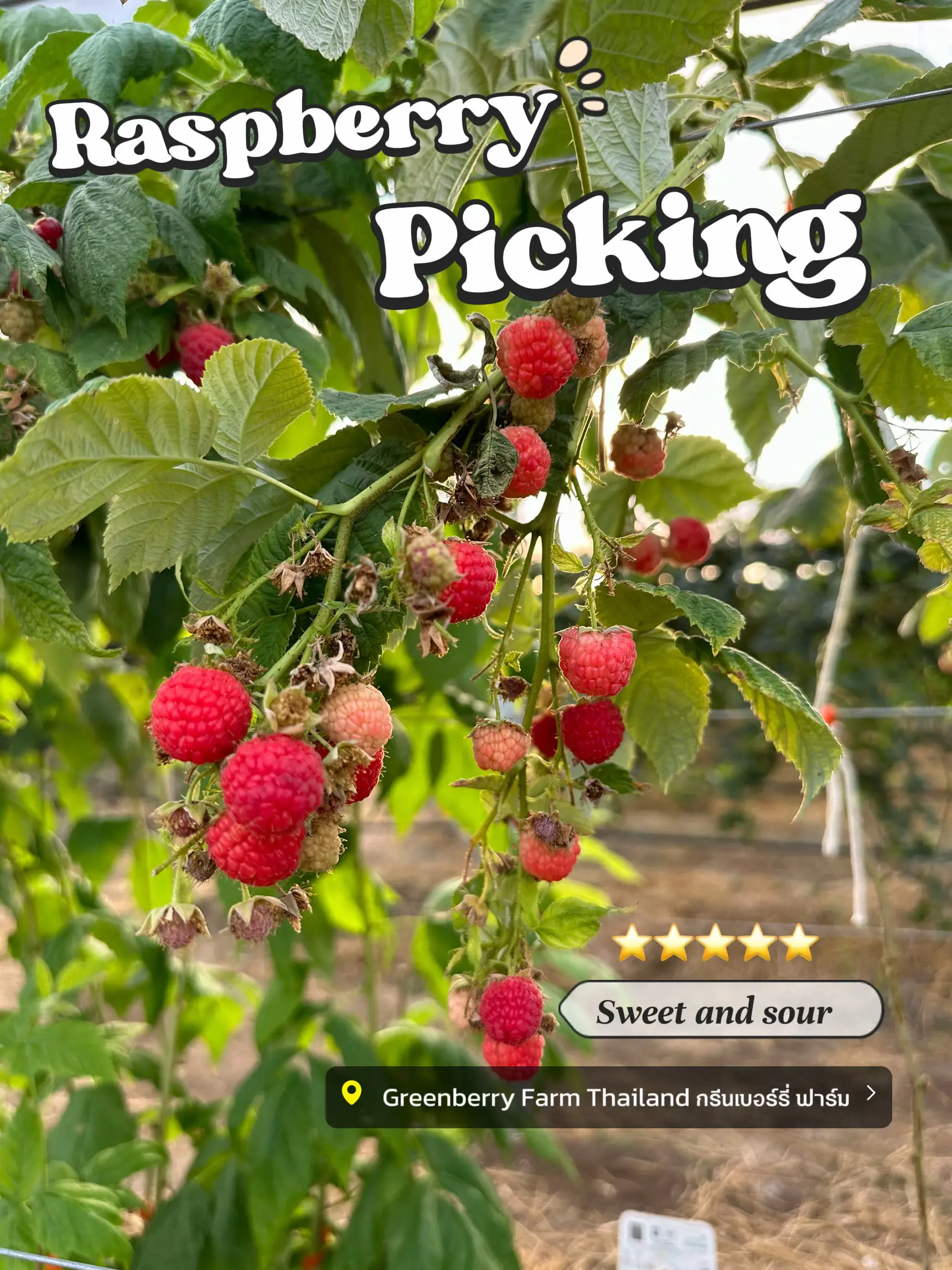 Sweet and sour 🥰 | แกลเลอรีที่โพสต์โดย berriesfarming | Lemon8