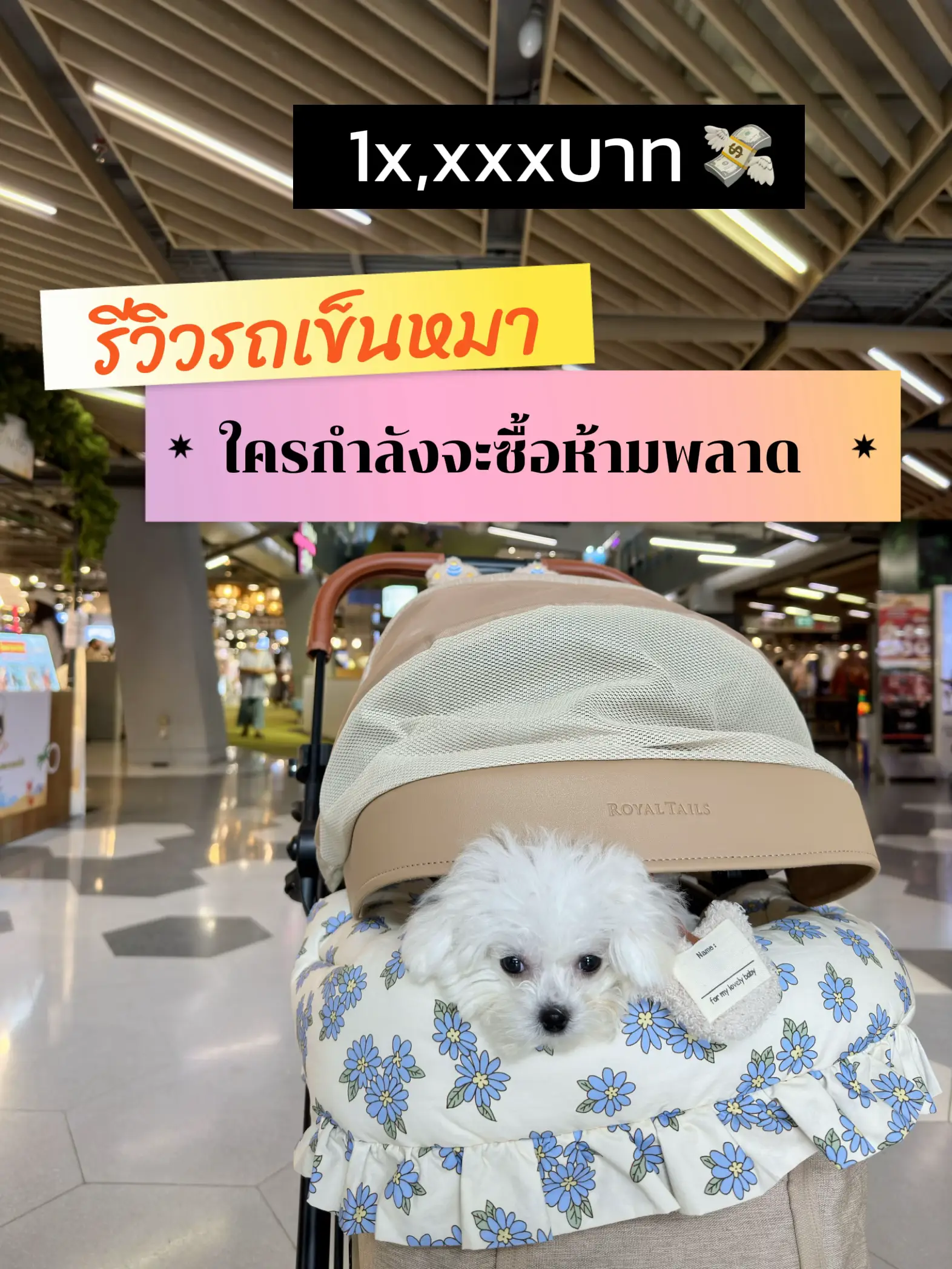 รถเข็นน้องหมา ไอเทมที่คนรักหมาต้องมี🐶🧡 | แกลเลอรีที่โพสต์โดย หมาNami ...