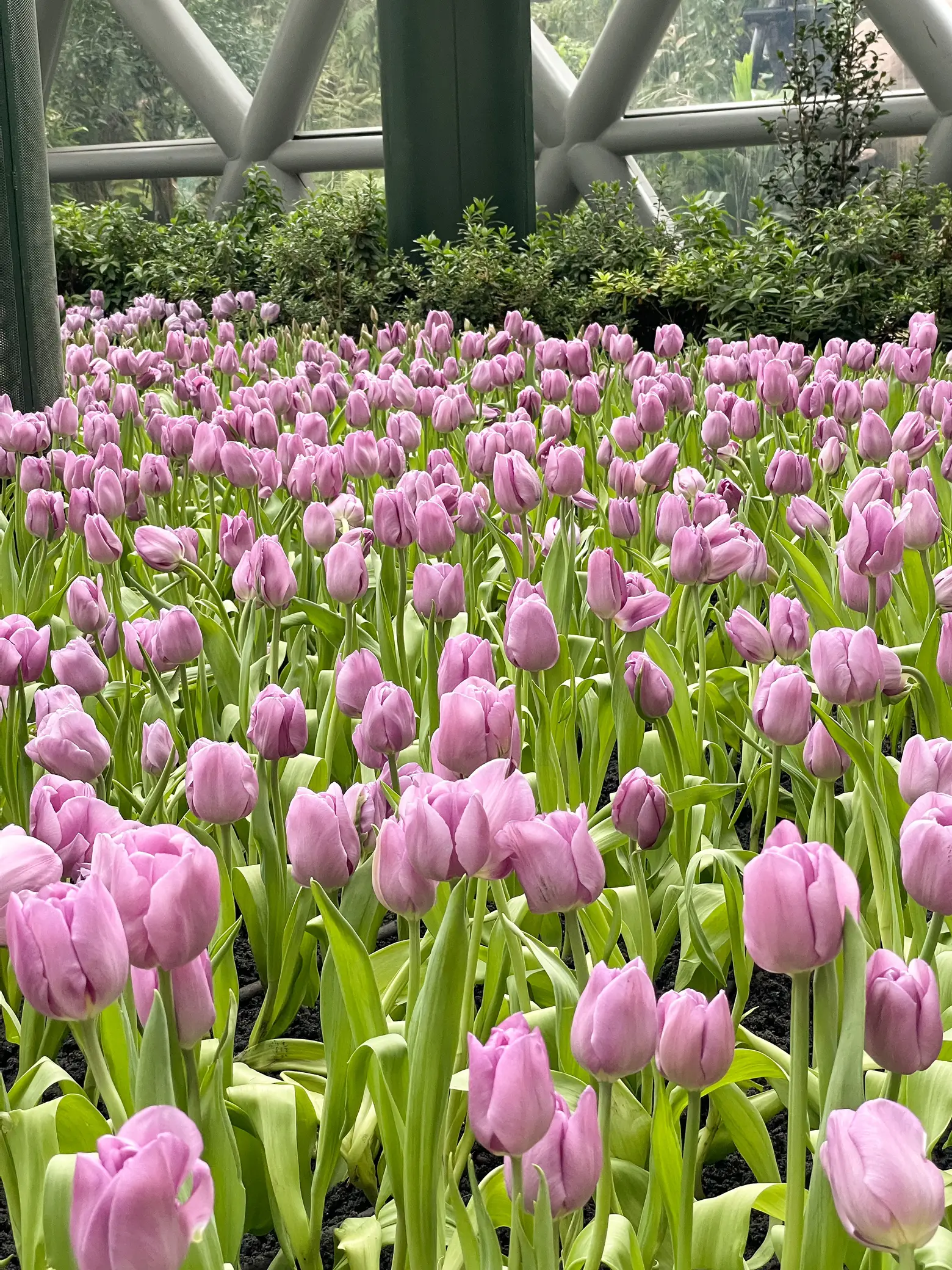 Miracle of Natural at Exhibition Hall 🌷🌷 | แกลเลอรีที่โพสต์โดย ...