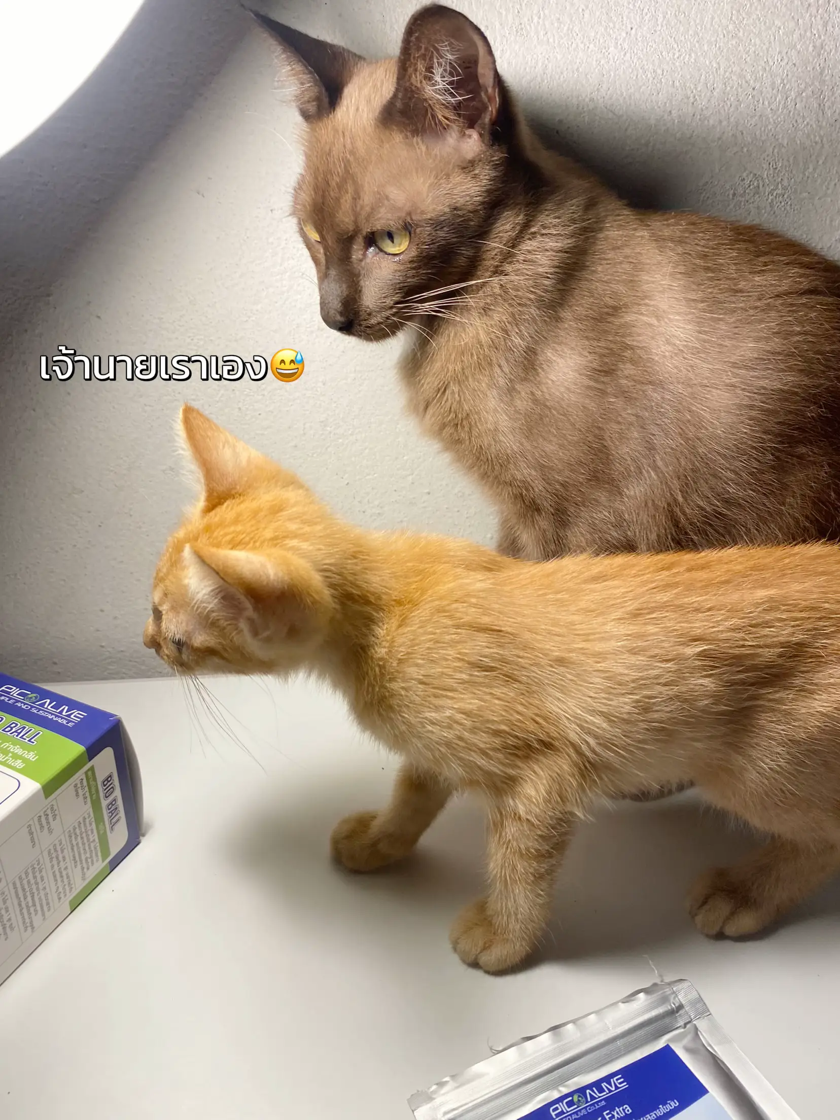 Bio-Cat😽: จุลินทรีย์กำจัดกลิ่น ภายใน1นาที ทาสแมวต้องมี! | แกลเลอรีที่ ...