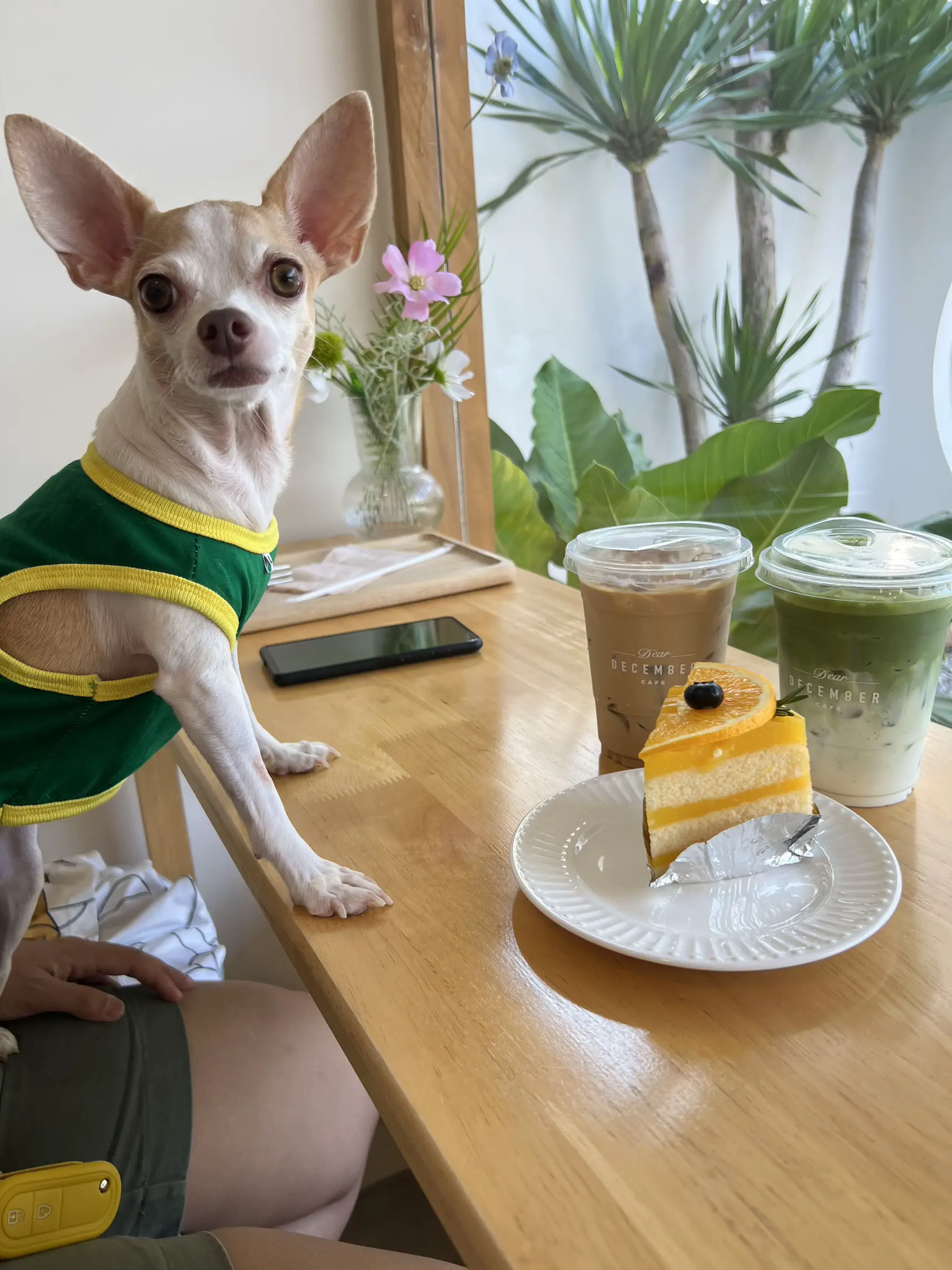 #คาเฟ่น้องหมาเข้าได้ ที่ร้าน Dear december cafe 🏝 เค้กอร่อย | แกลเลอรี ...