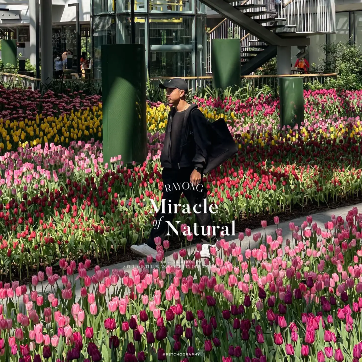 สวนดอกทิวลิป Miracle of Natural จ.ระยอง สวยอลังการ 🌷 | แกลเลอรีที่โพสต์ ...