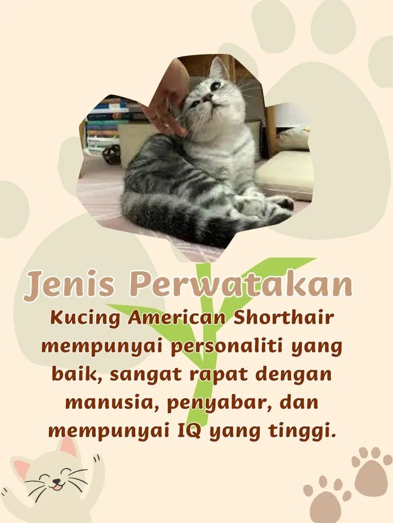 jenis-jenis kucing - Pencarian Lemon8