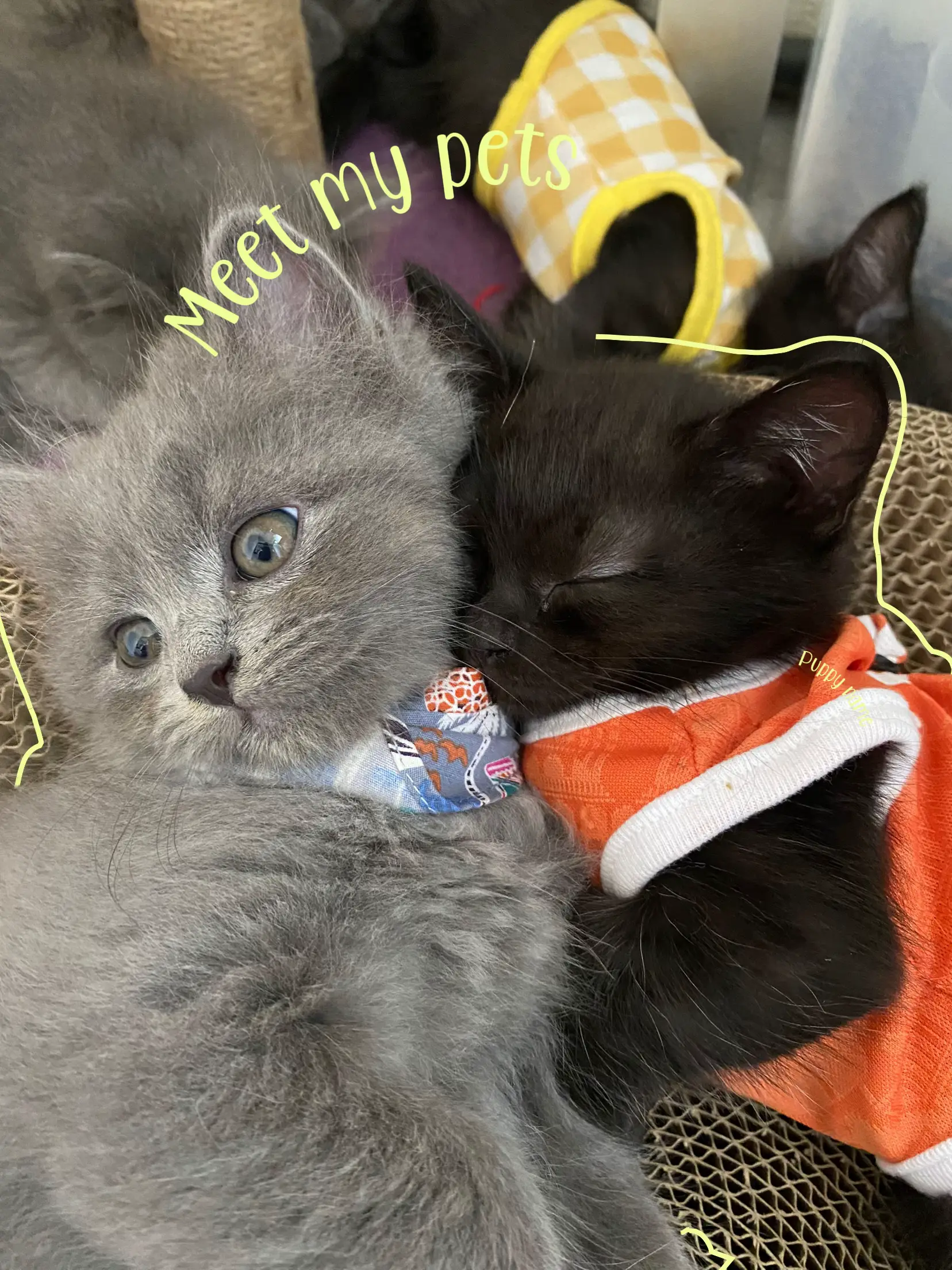 Meet my pets | แกลเลอรีที่โพสต์โดย Nattarika Chaik | Lemon8