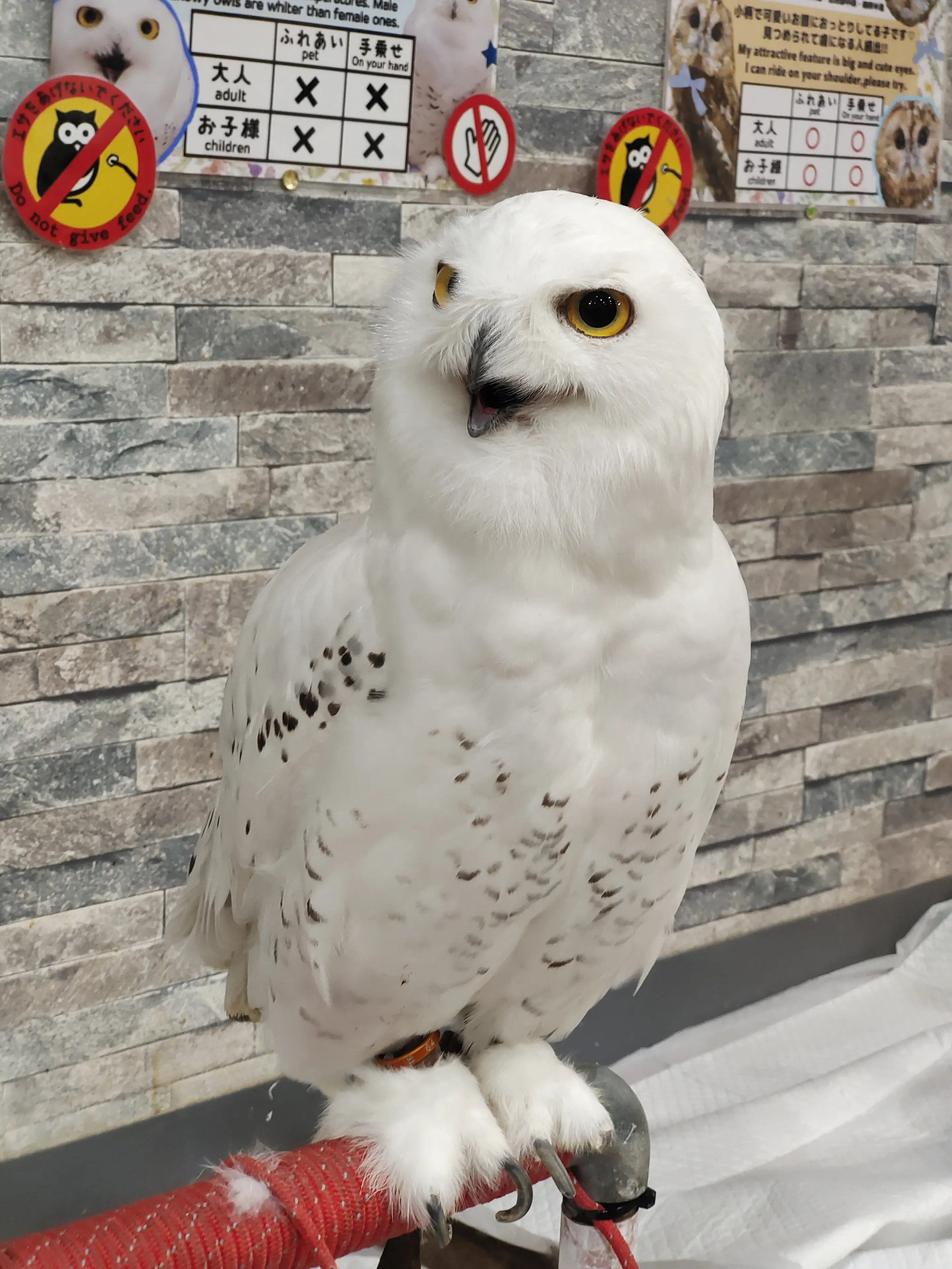 🦉 คาเฟ่นกฮูก ใจกลางโตเกียว ประเทศญี่ปุ่น! 🇯🇵 | แกลเลอรีที่โพสต์โดย PIPEヾﾉ | Lemon8