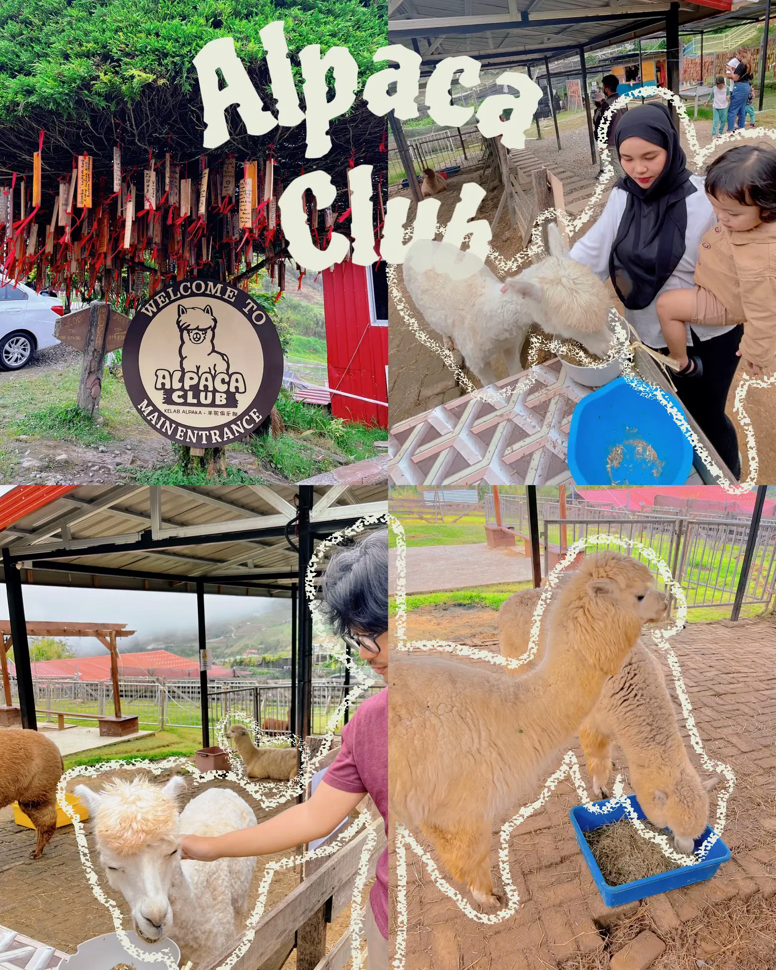 📍 Alpaca club kundasang ₊˚⊹♡ | Galeri disiarkan oleh s᥆rᥲ ᰔᩚ | Lemon8