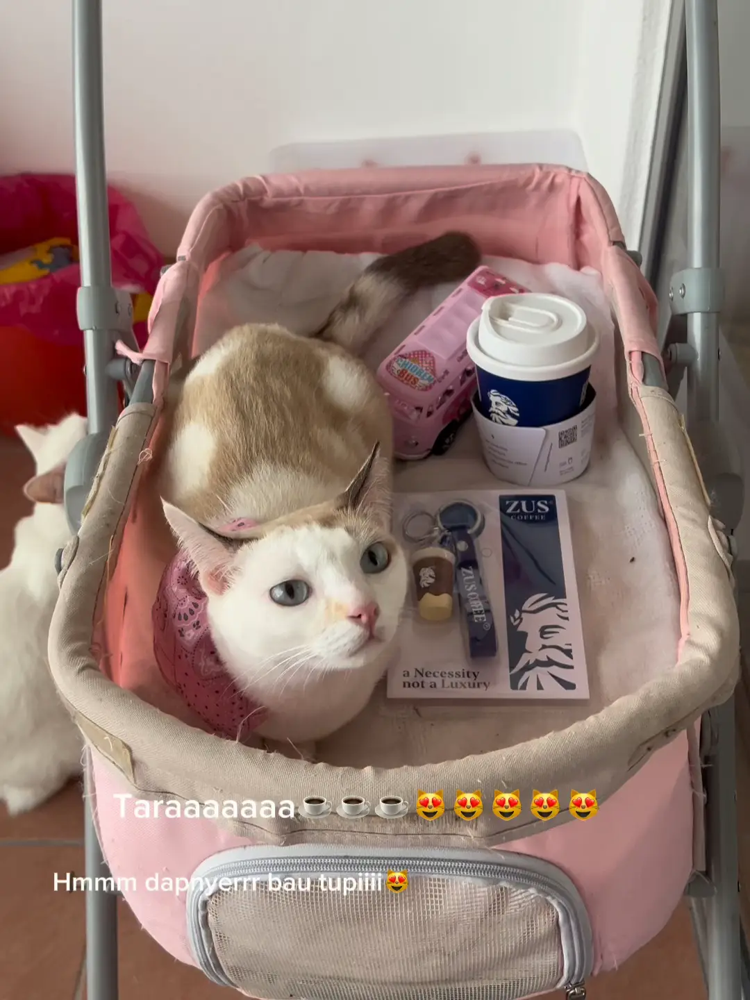 Cats coffee ☕️🫶😻 | Video diterbitkan oleh cat&food lover🐱 | Lemon8