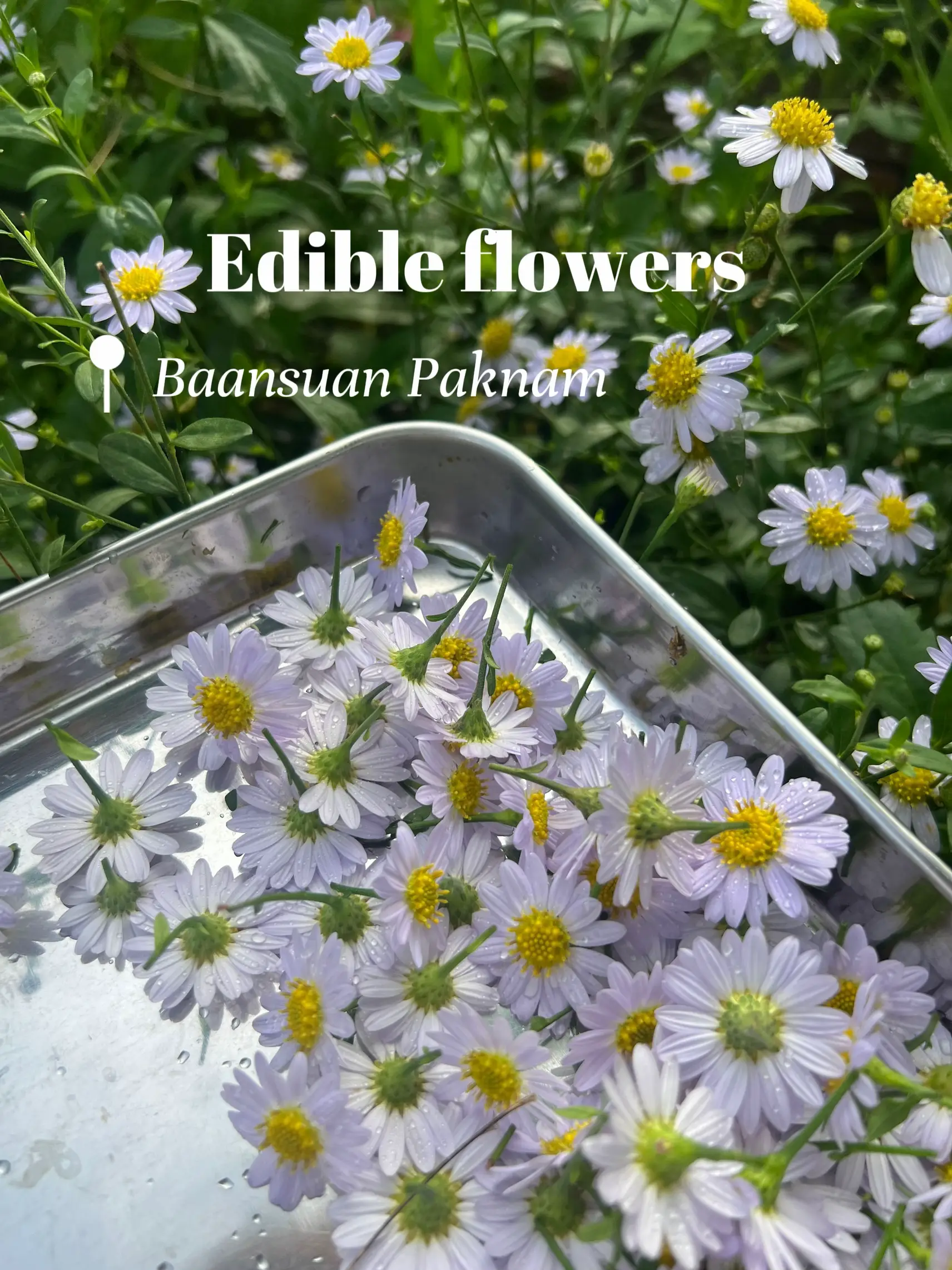 Edible flowers | แกลเลอรีที่โพสต์โดย Baansuan_Paknam | Lemon8