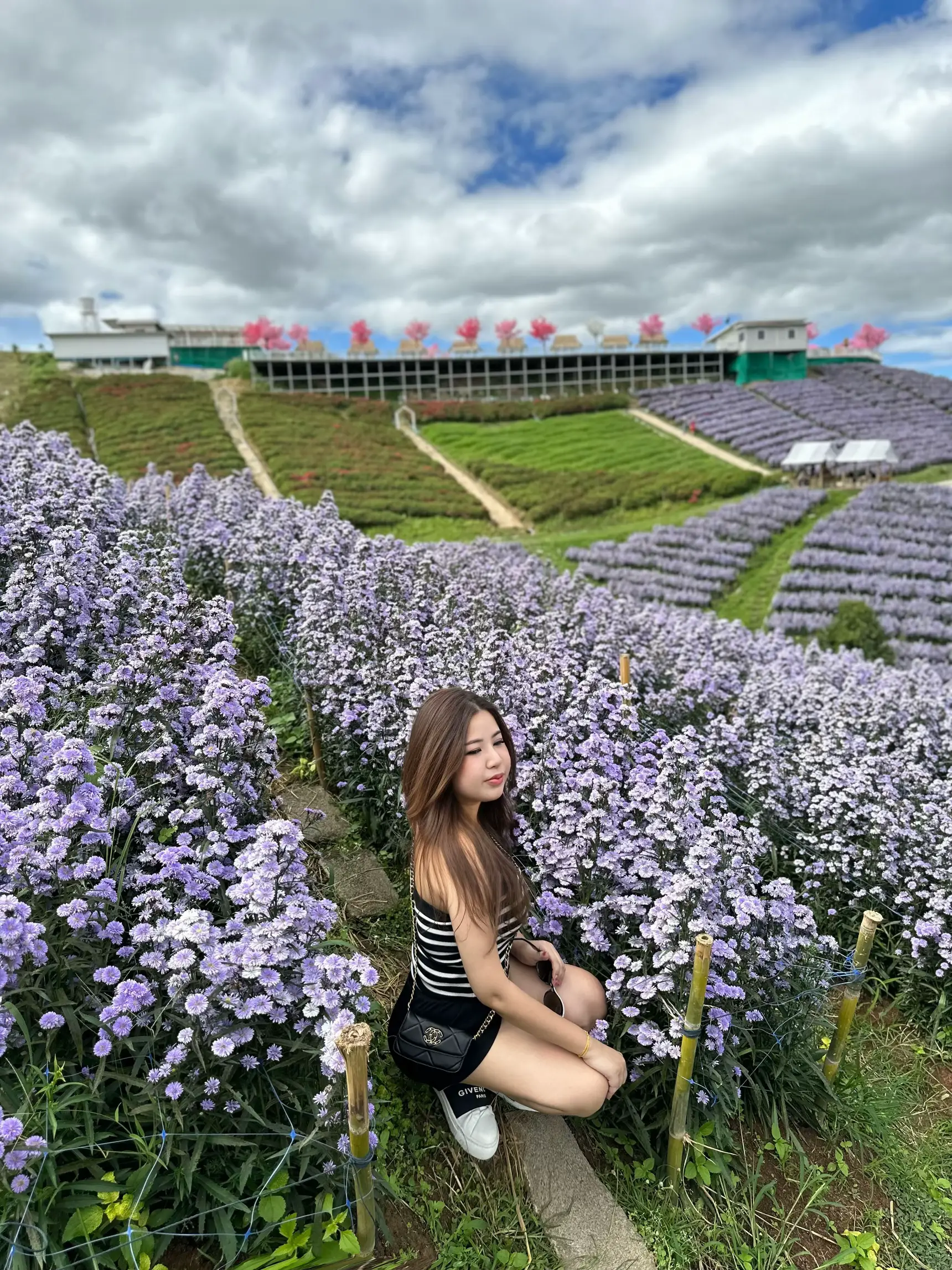 hydrangea cafe in khao kho 🪻🌾 | แกลเลอรีที่โพสต์โดย Nattida Donat | Lemon8