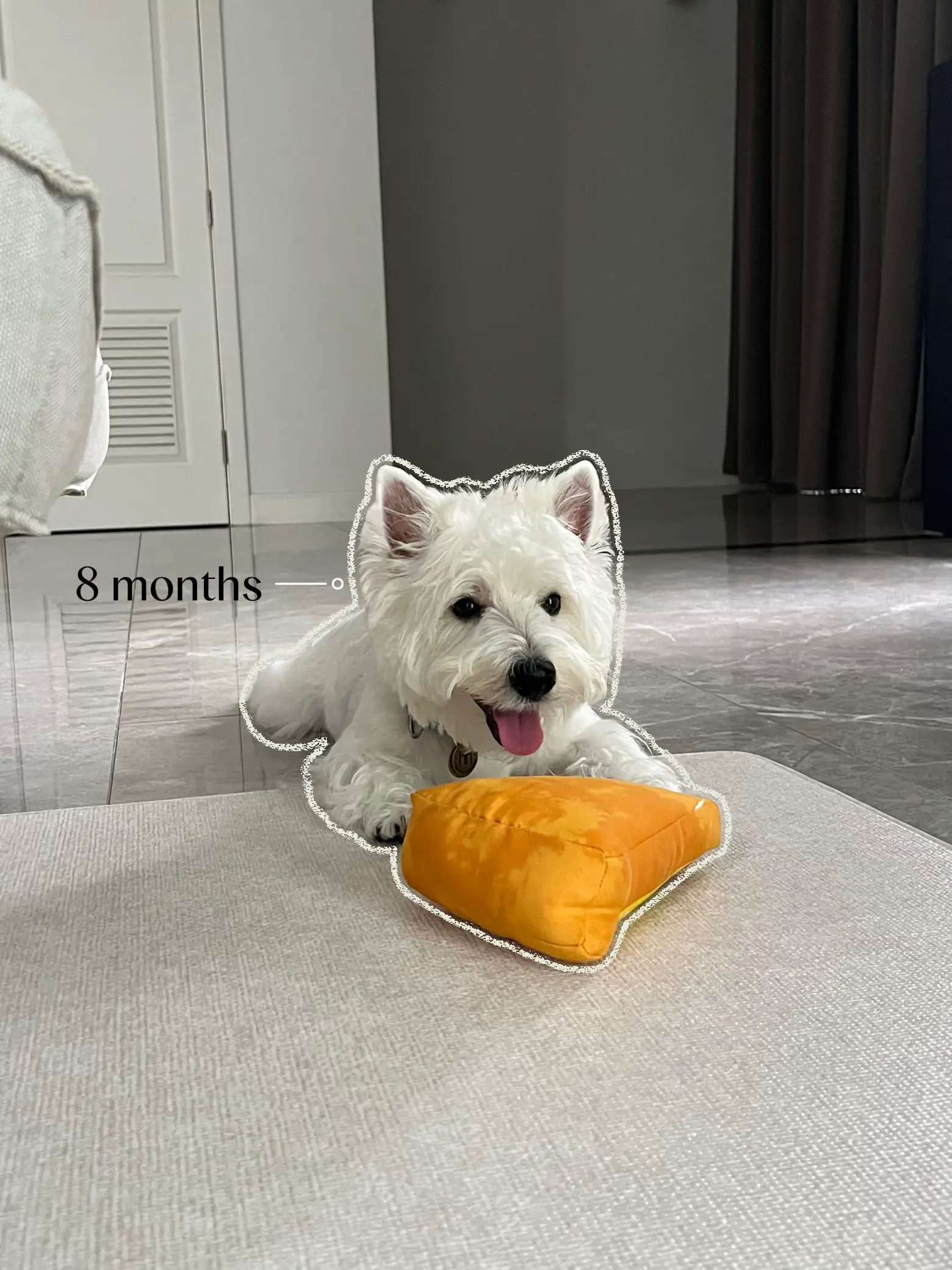 สุนัขตัวแรก 20K มีทอน 🐶 | แกลเลอรีที่โพสต์โดย Pamm Pld | Lemon8