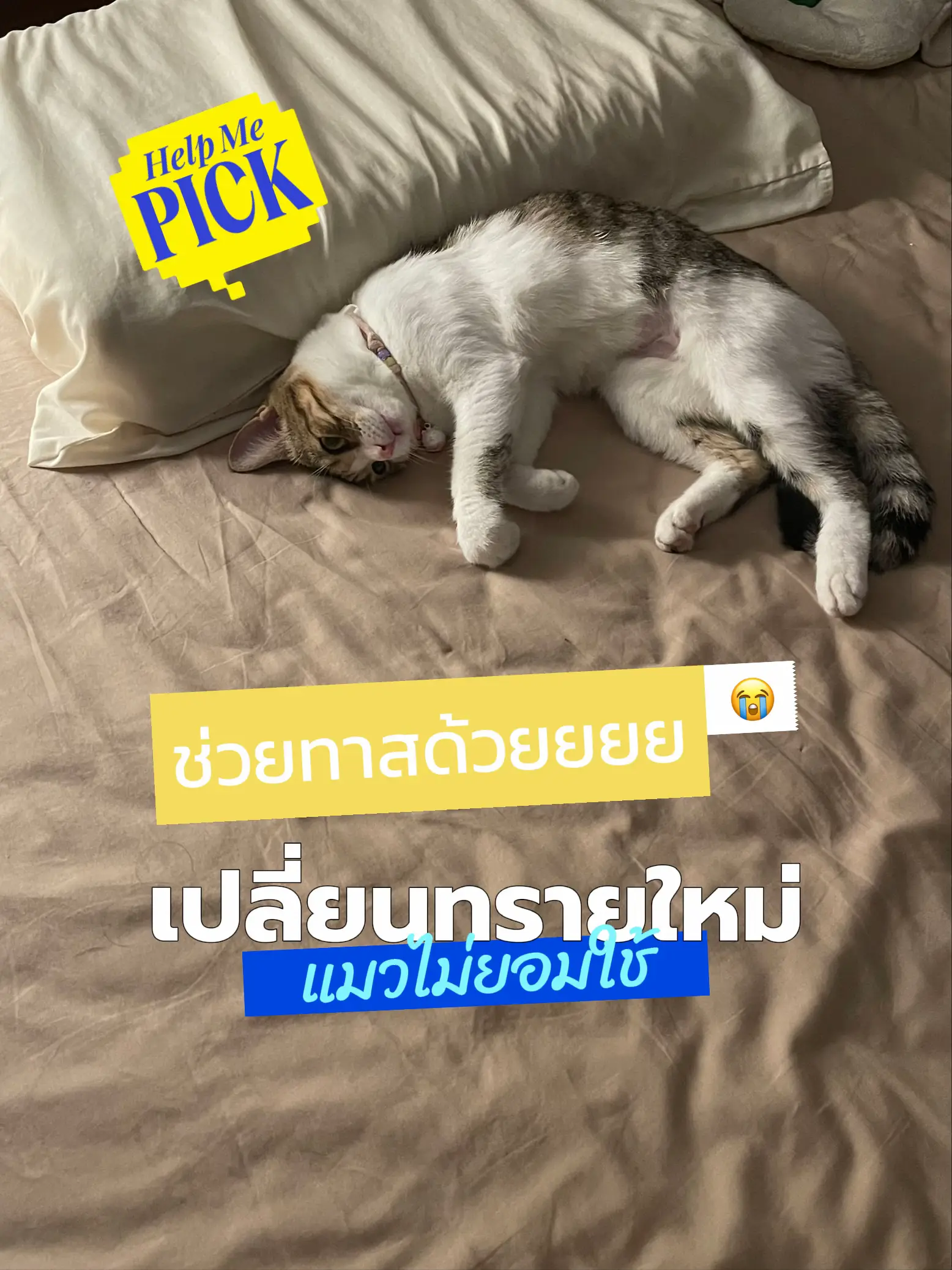 เปลี่ยนทรายแมว🥺เจ้านายไม่ยอมใช้ทำไงดี | แกลเลอรีที่โพสต์โดย mhai | Lemon8