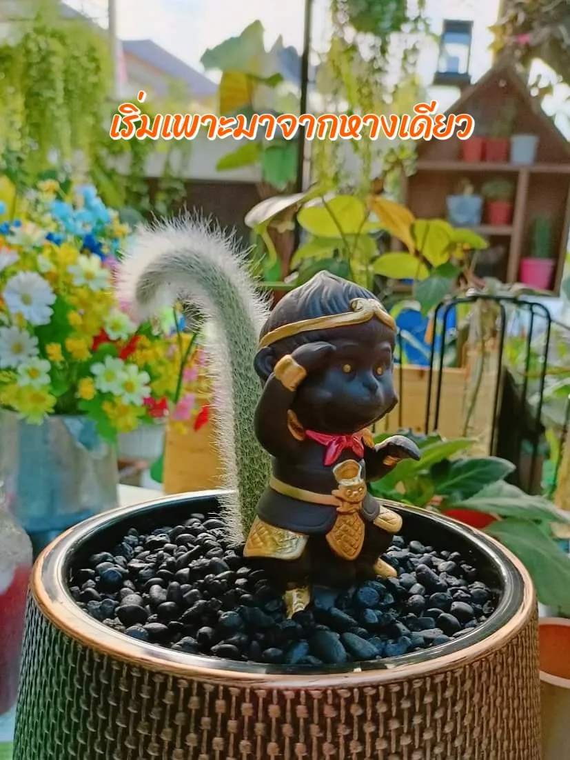 🌵🐵แคคตัสหางลิงเพาะเอง ที่อยากอวด | แกลเลอรีที่โพสต์โดย 🦀ปูคือชื่อเล่น ...