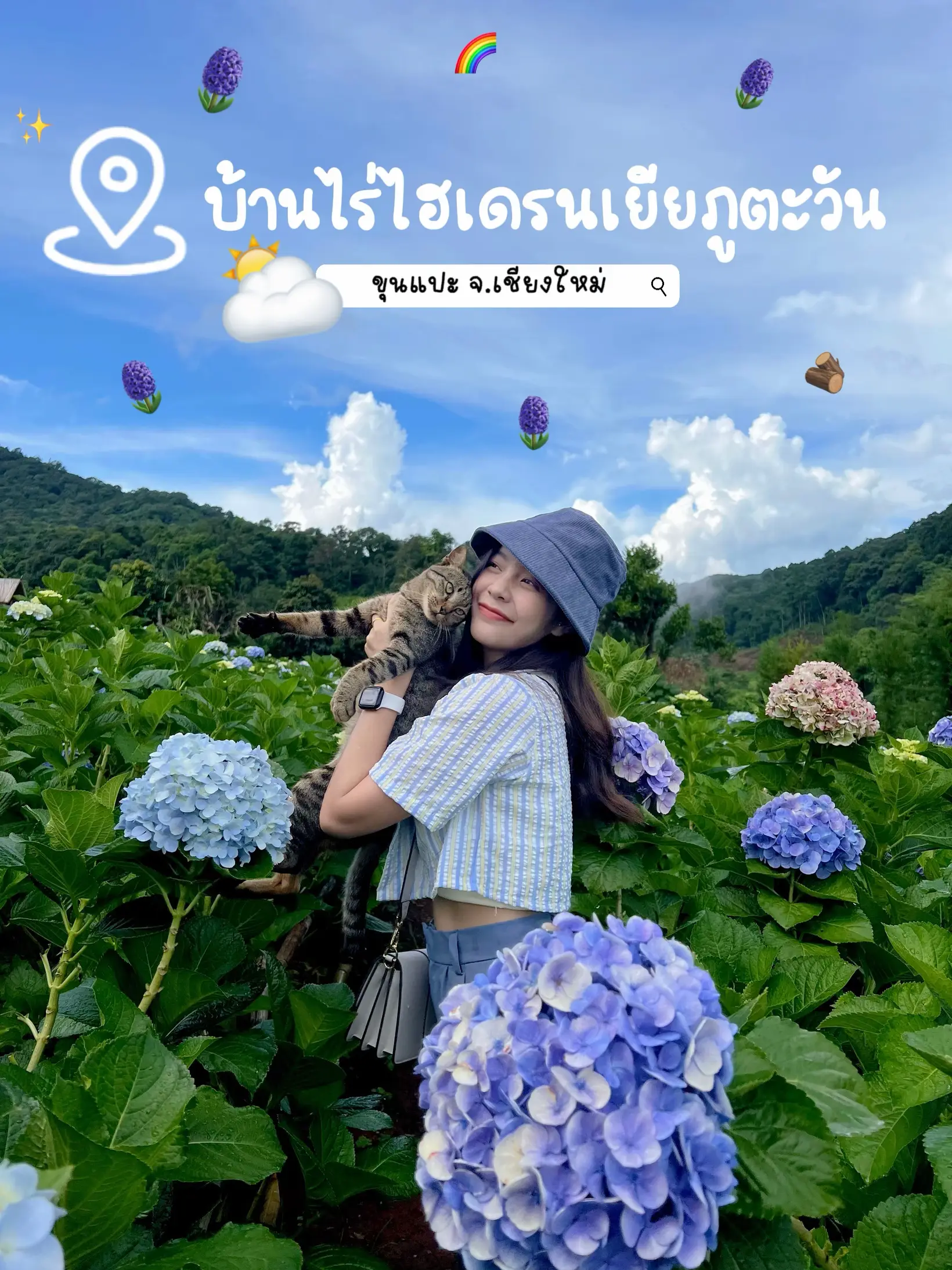 🪻สวนไฮเดรนเยีย ขุนแปะ จ.เชียงใหม่ 🪻 | แกลเลอรีที่โพสต์โดย Ploy Prangwalai | Lemon8