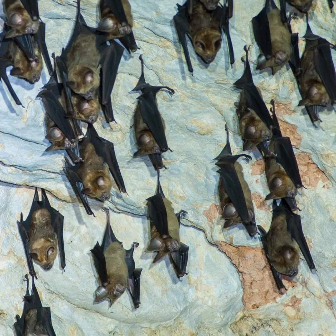 LANGKAWI MANGROVE TOUR | แกลเลอรีที่โพสต์โดย Fida Abdullah | Lemon8