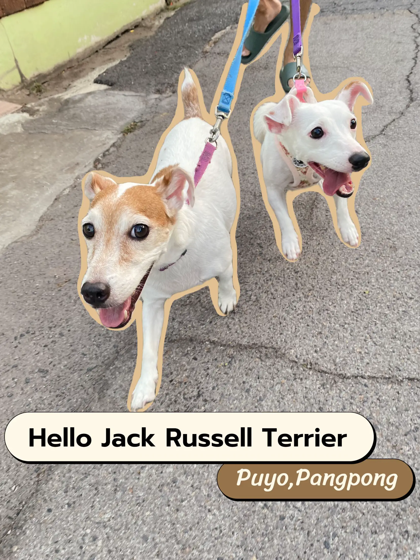 Hello Jack Russell Terrier | Oongteendogが投稿したフォトブック | Lemon8