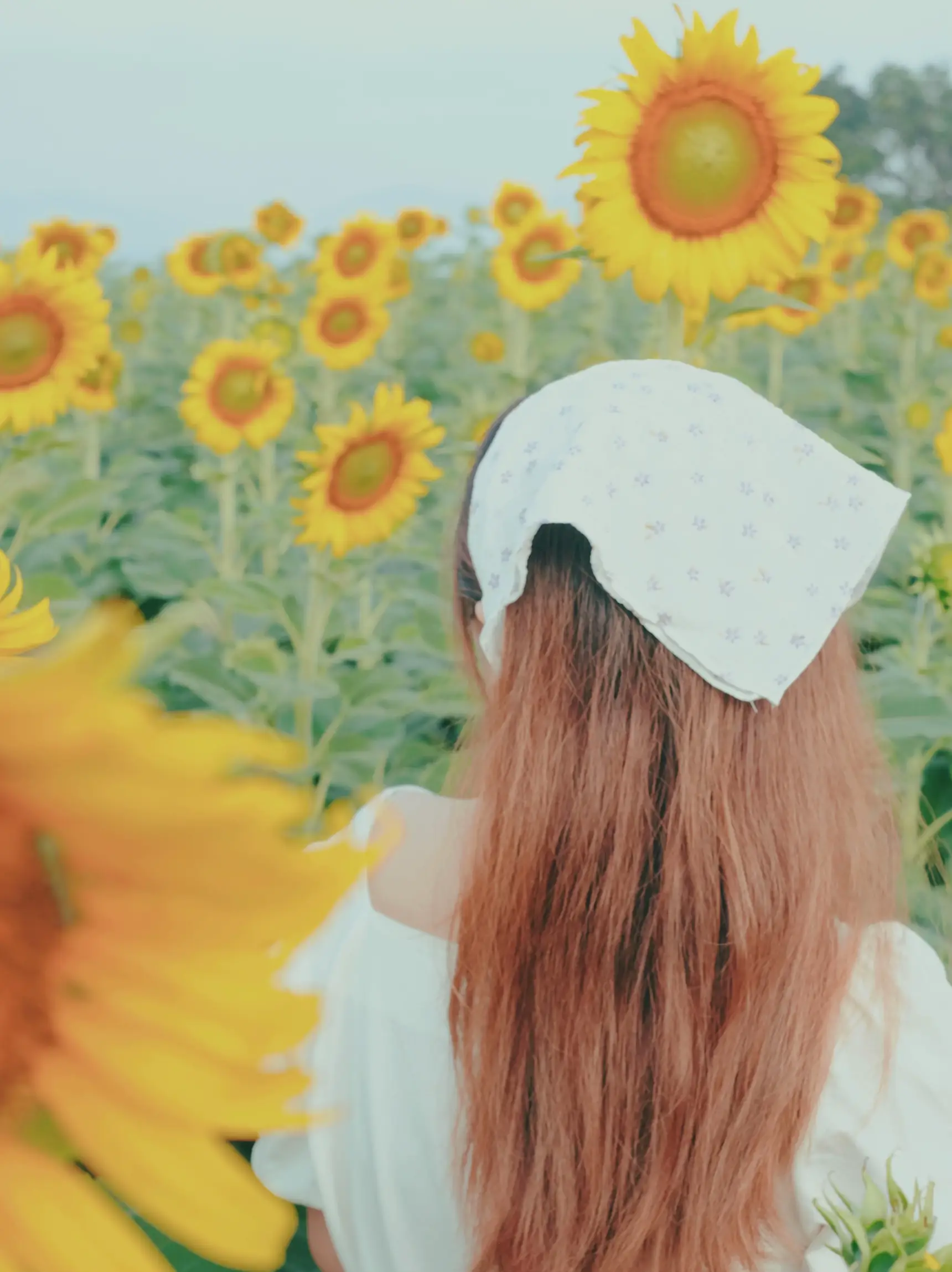 “𝓗𝓮𝓵𝓵𝓸 𝓢𝓾𝓷𝓯𝓵𝓸𝔀𝓮𝓻 ทุ่งทานตะวัน ไร่วิชาญ” | แกลเลอรีที่โพสต์โดย KUNFANPARTIEW | Lemon8