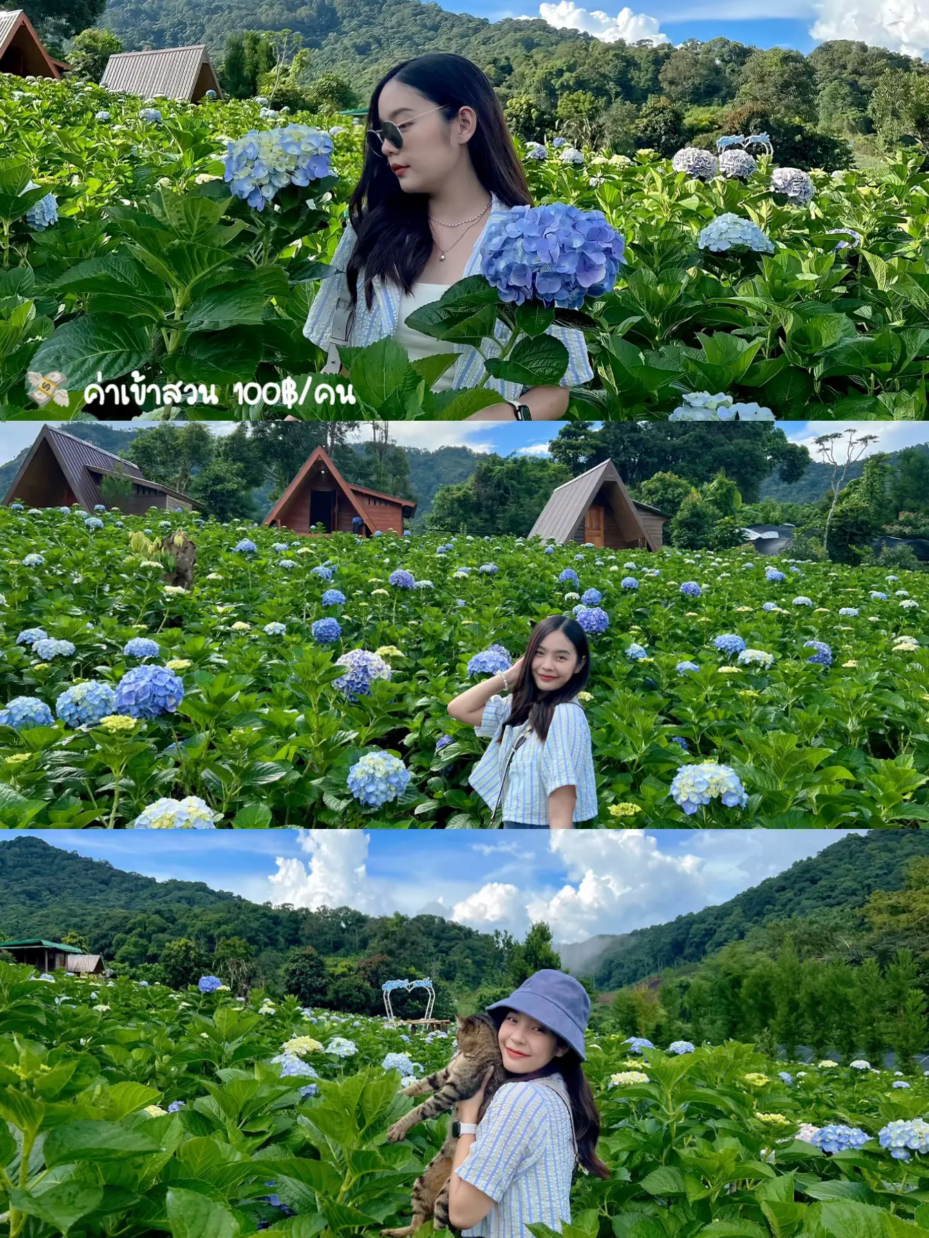 🪻สวนไฮเดรนเยีย ขุนแปะ จ.เชียงใหม่ 🪻 | แกลเลอรีที่โพสต์โดย Ploy Prangwalai | Lemon8